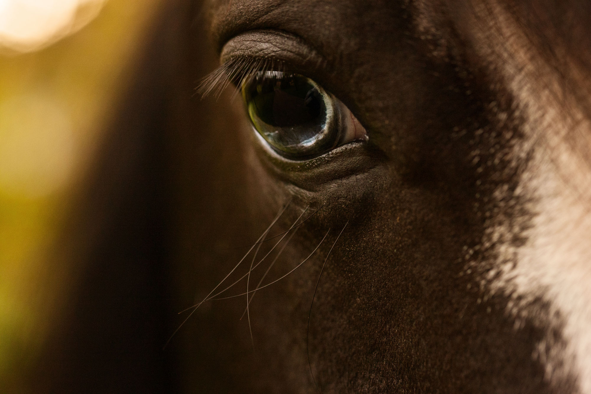 Willkommen bei Genuine Docs Pride - genuine-docs-prides