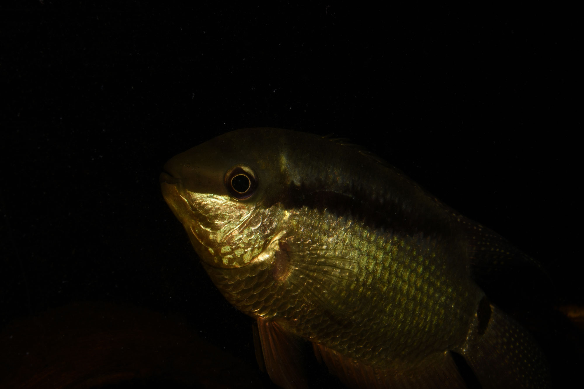 Mesonauta - Mesonauta