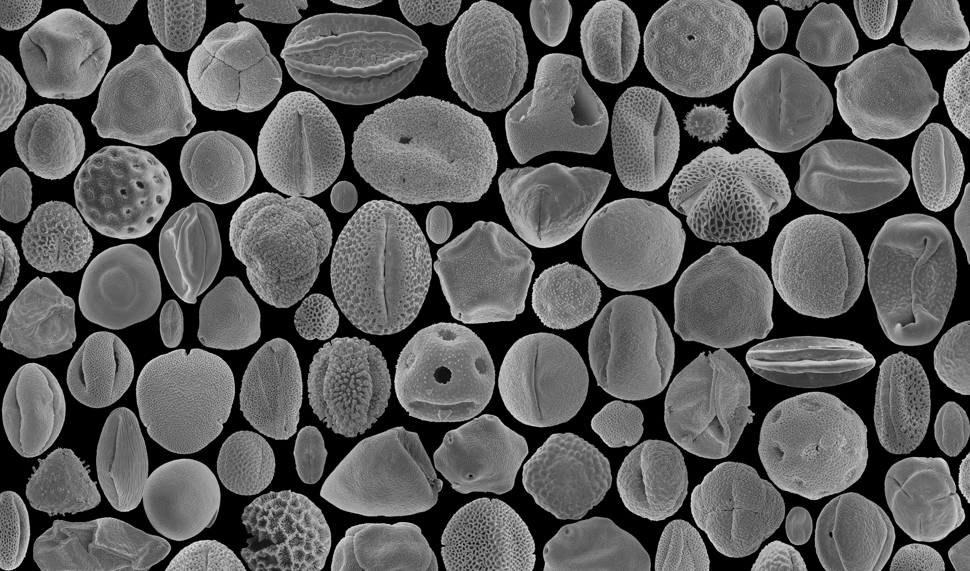 WORLD POLLEN AND SPORE FLORA - Collegium Palynologicum Scandinavicum