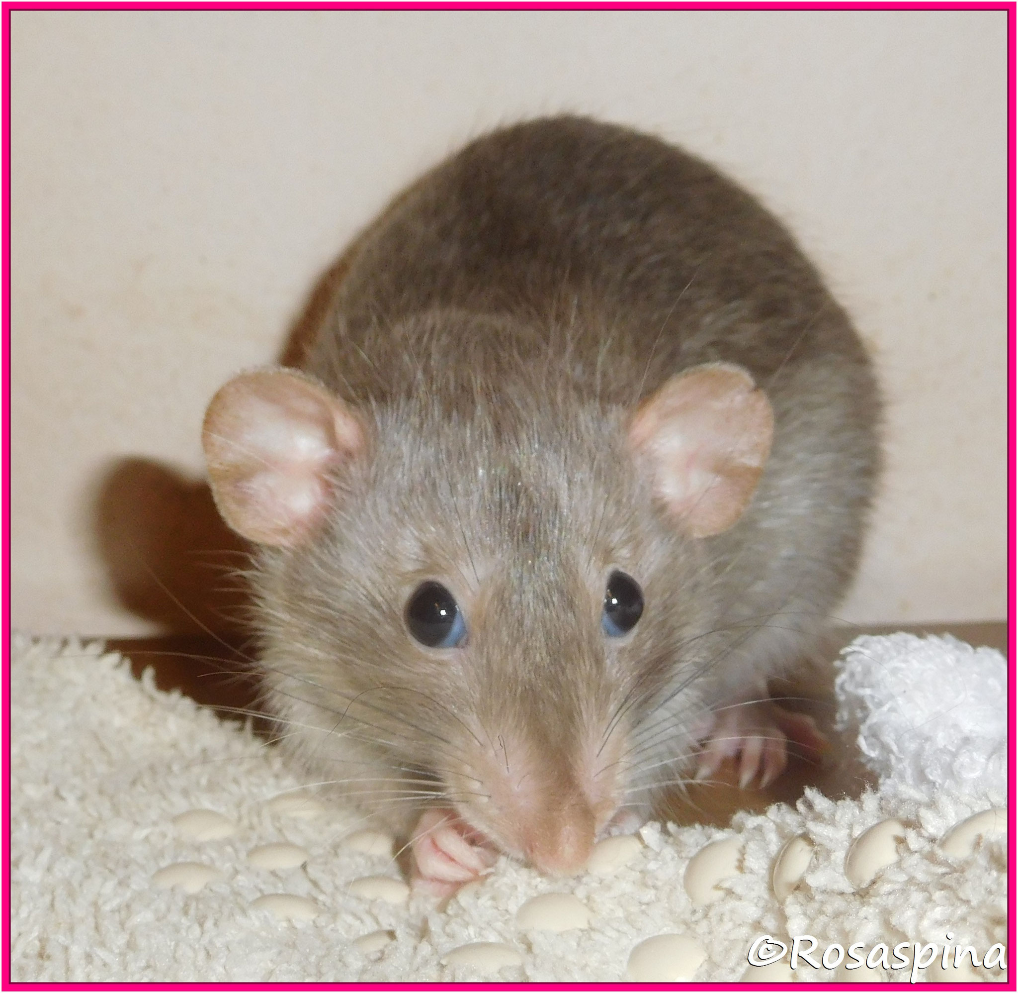 Il gene Marten - Varietà del Ratto - Rat Varieties