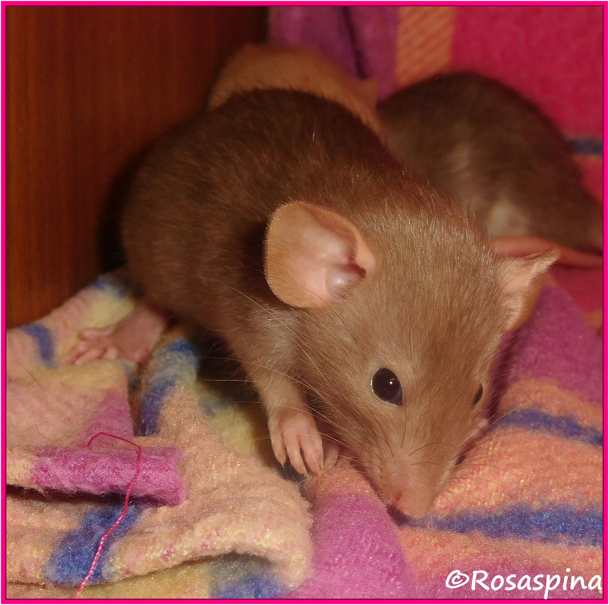 American Mink - US Mink - Lilac - Varietà del Ratto - Rat Varieties