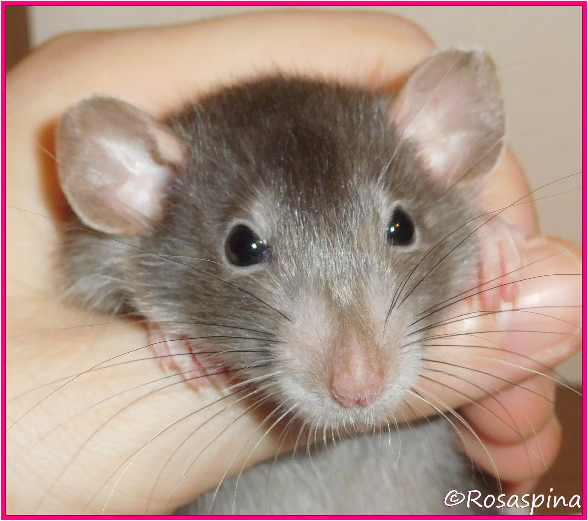 Il gene Marten - Varietà del Ratto - Rat Varieties