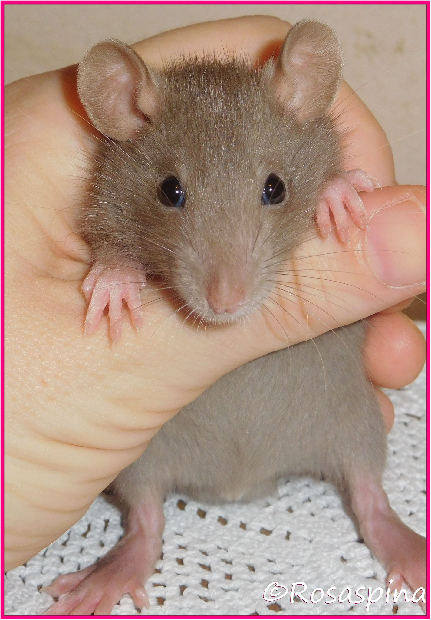 American Mink - US Mink - Lilac - Varietà del Ratto - Rat Varieties