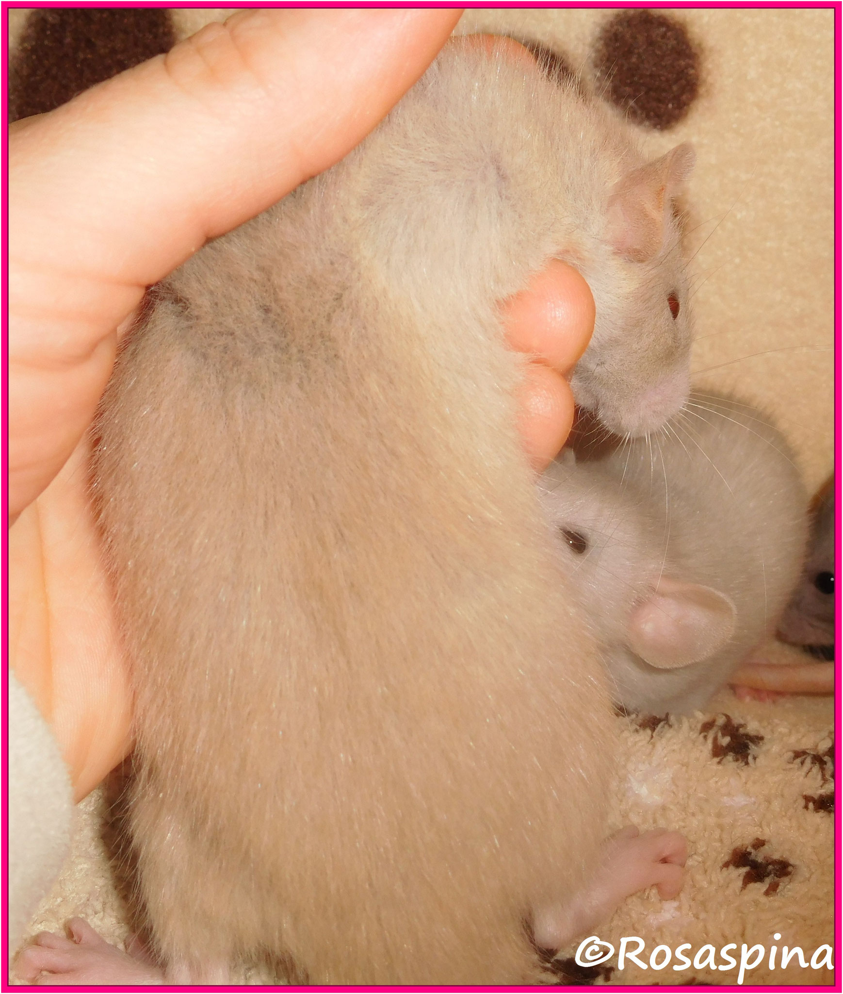 Russian Topaz - Varietà del Ratto - Rat Varieties