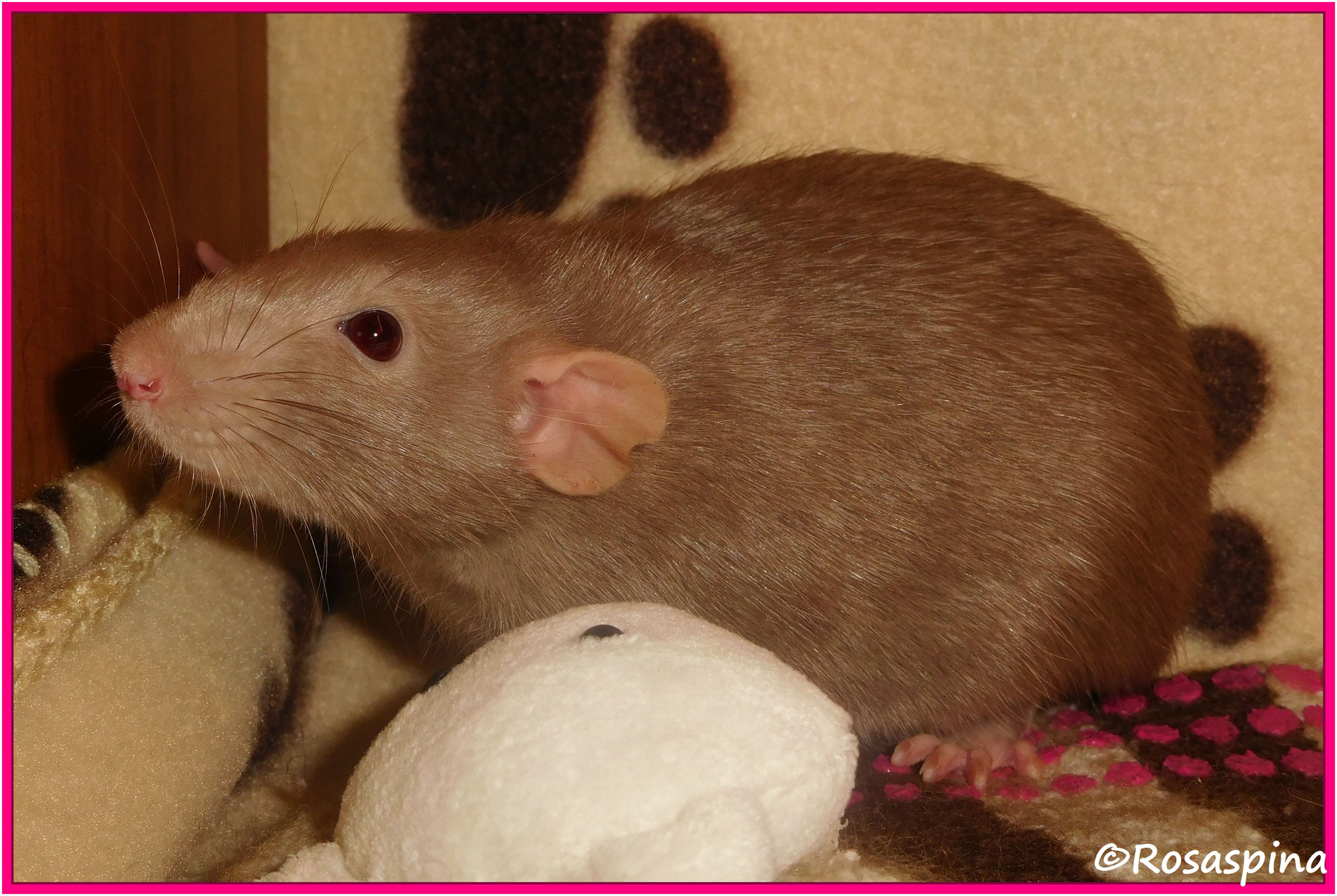Havana - Ruby Eyed Mocha - Varietà del Ratto - Rat Varieties