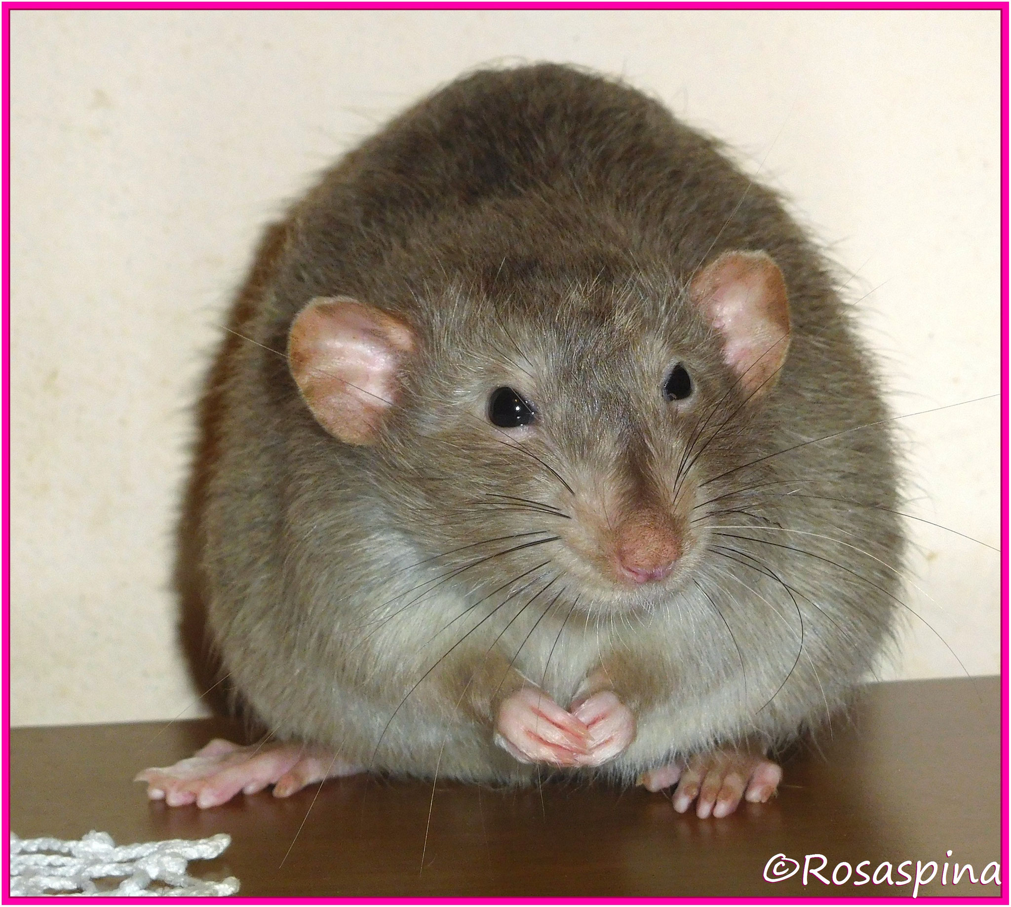 Il gene Marten - Varietà del Ratto - Rat Varieties