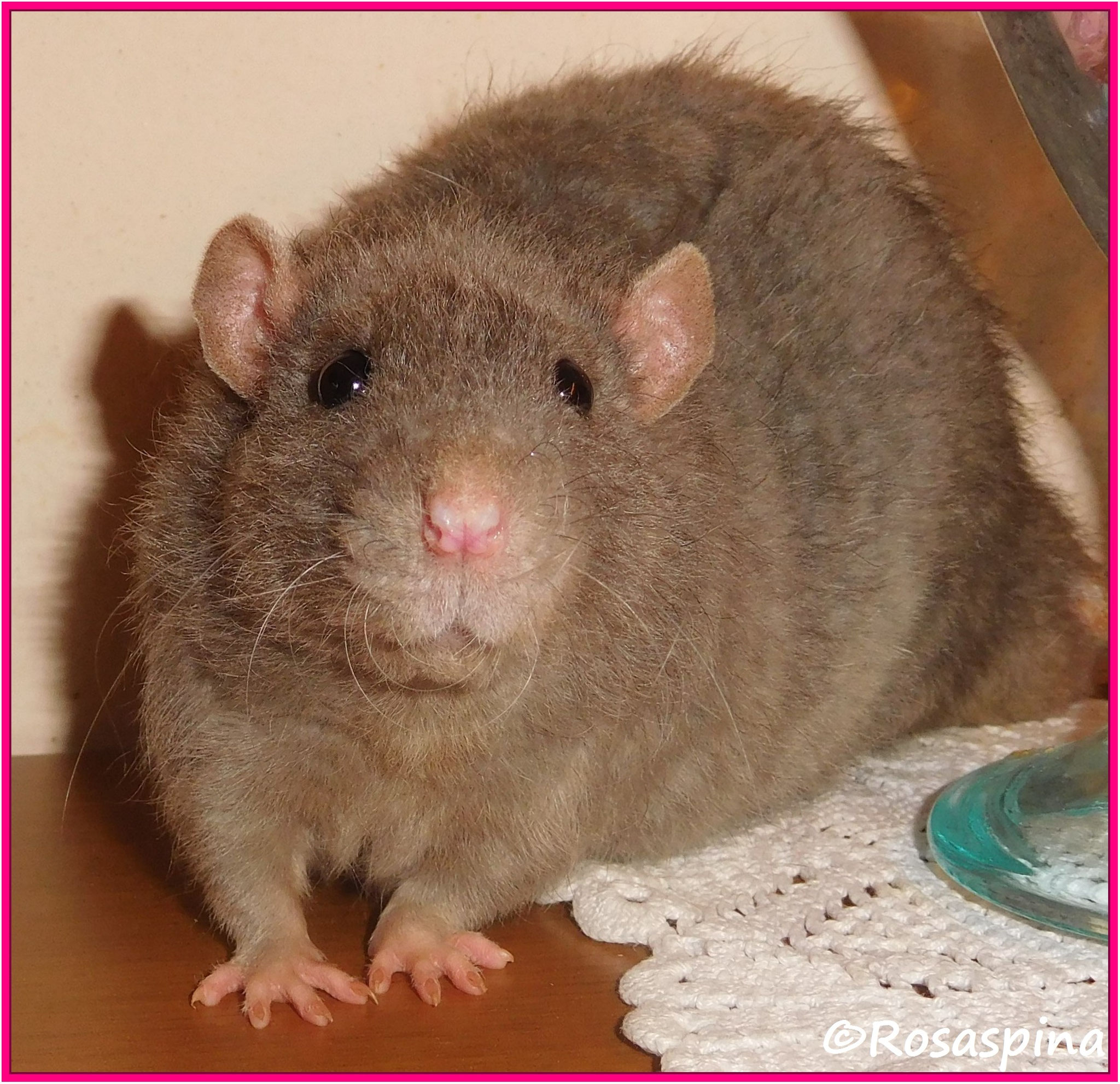Russian Blue - Varietà del Ratto - Rat Varieties