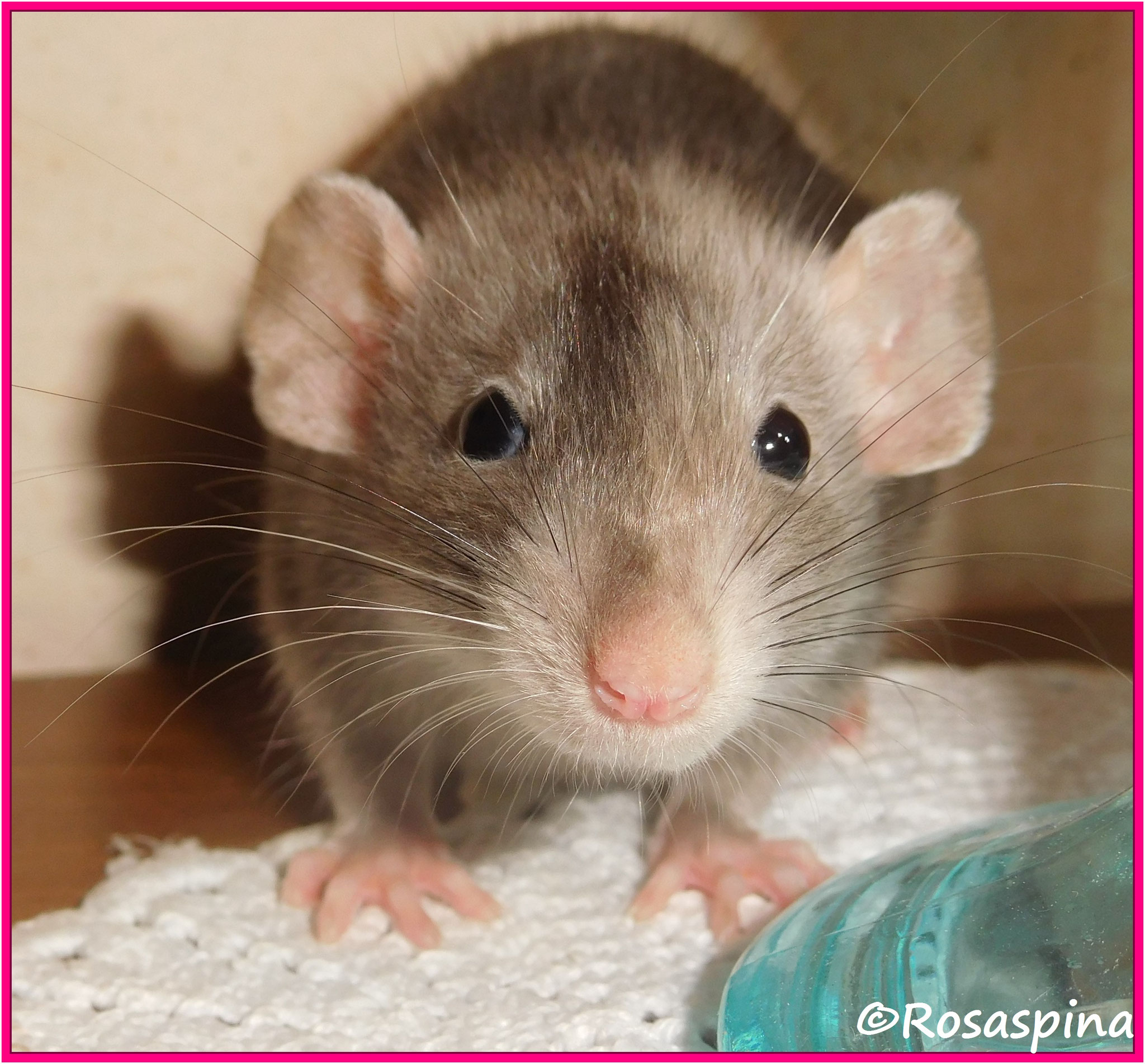 Il gene Marten - Varietà del Ratto - Rat Varieties