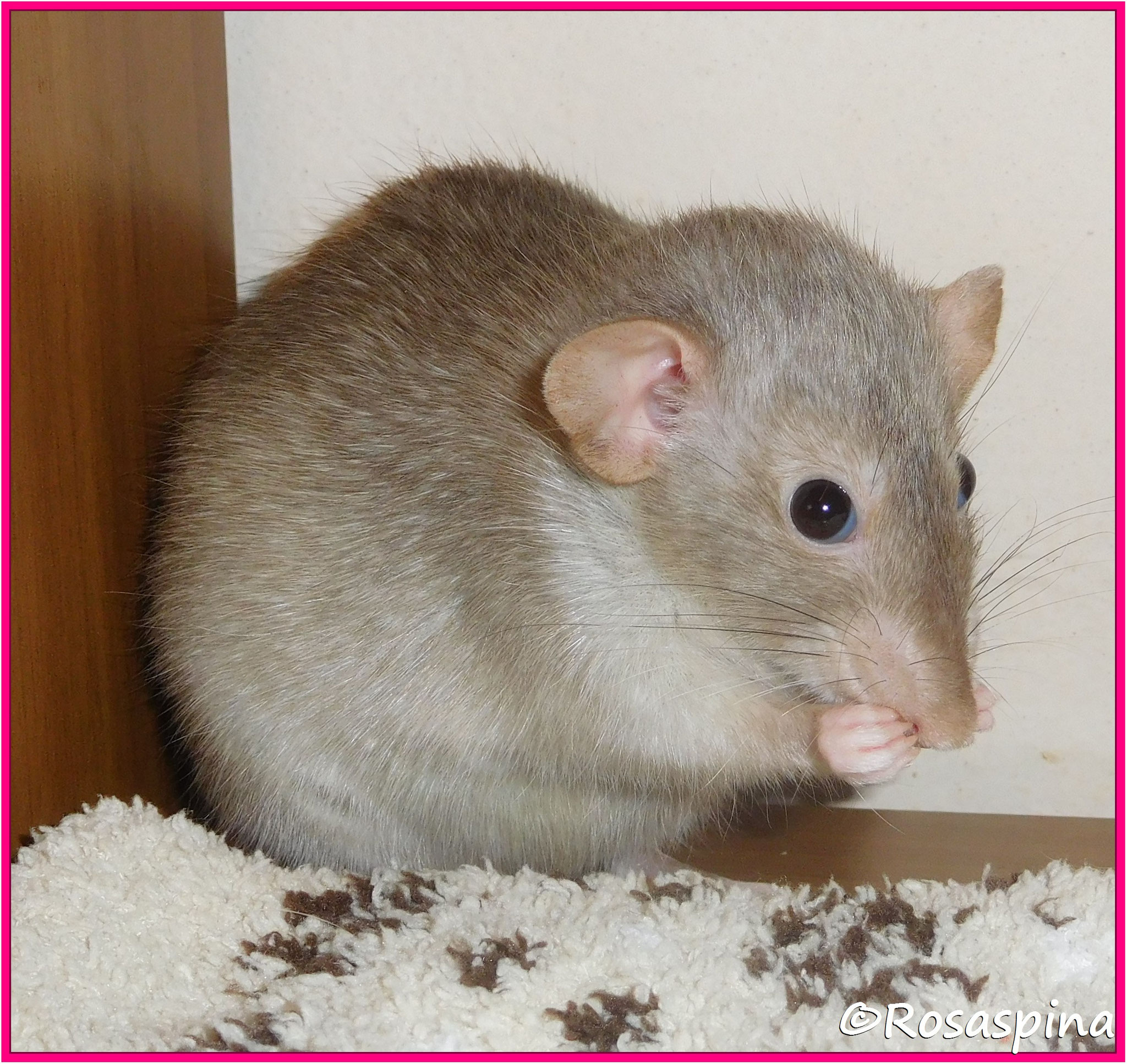 Marten - Black Eyed Devil (BED) - Varietà del Ratto - Rat Varieties