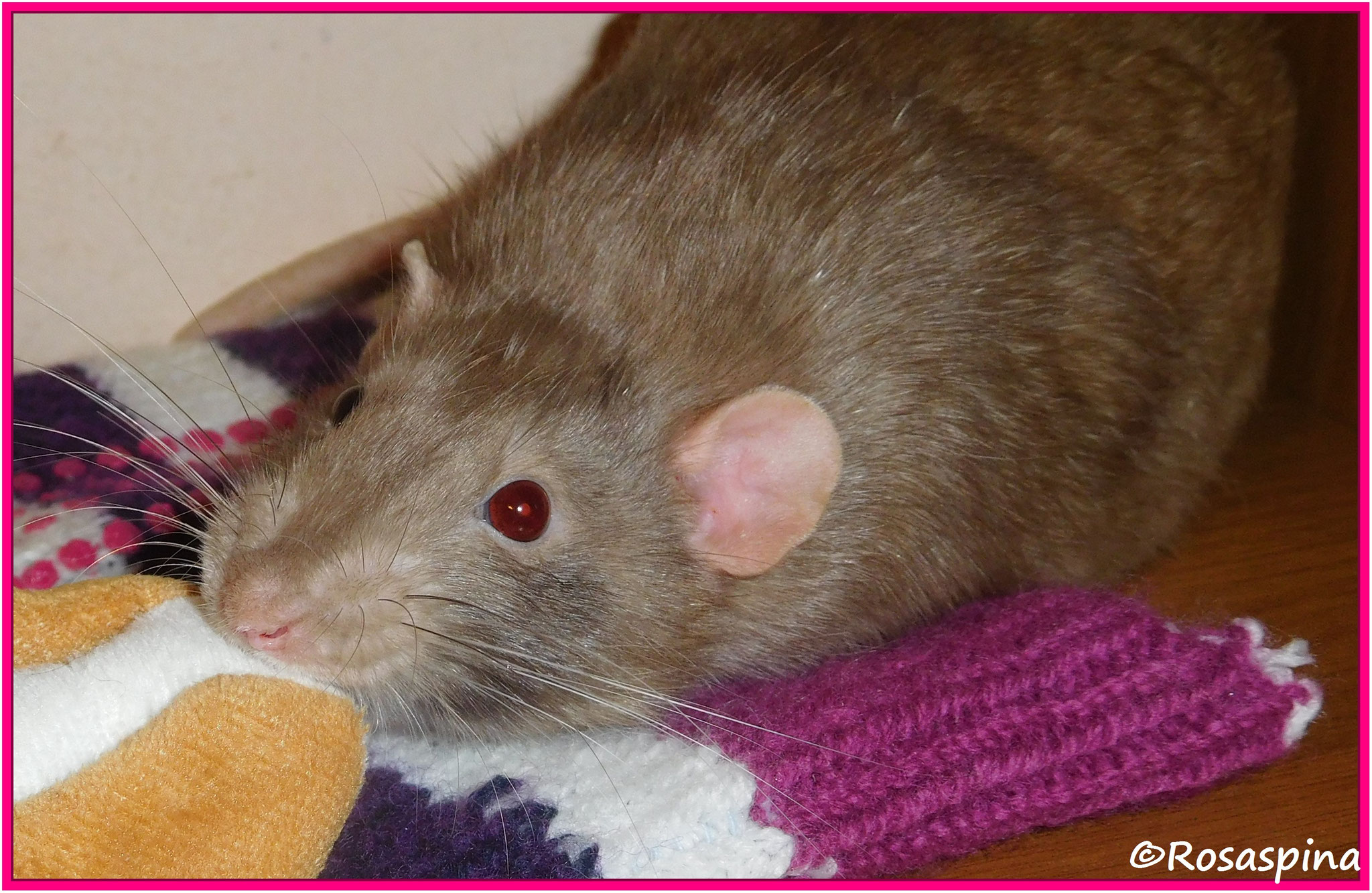 American Mink - US Mink - Lilac - Varietà del Ratto - Rat Varieties