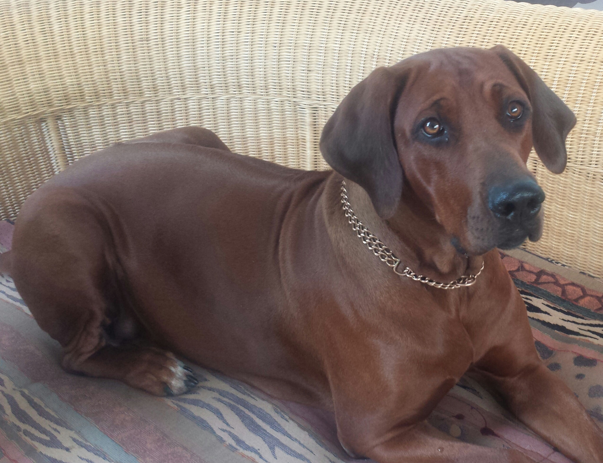 Shangani Madahiro - Sahwira - Rhodesian Ridgeback Berlin - Sahwira ...