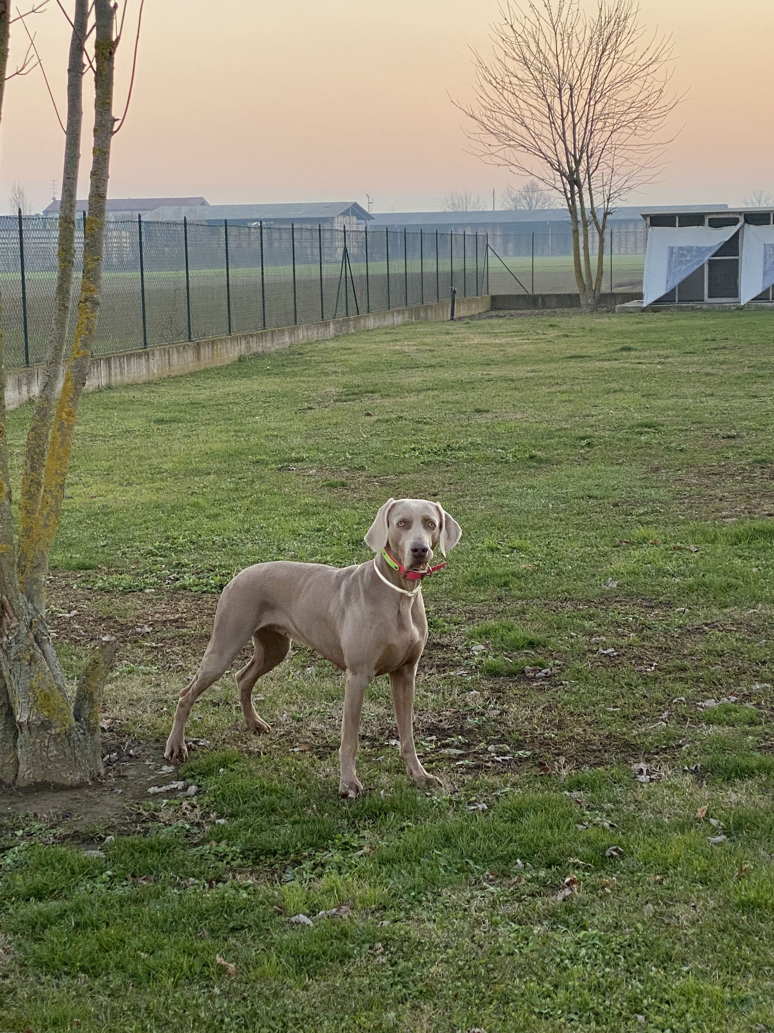 Gallery Bufera - Grey Velvet Weimaraner