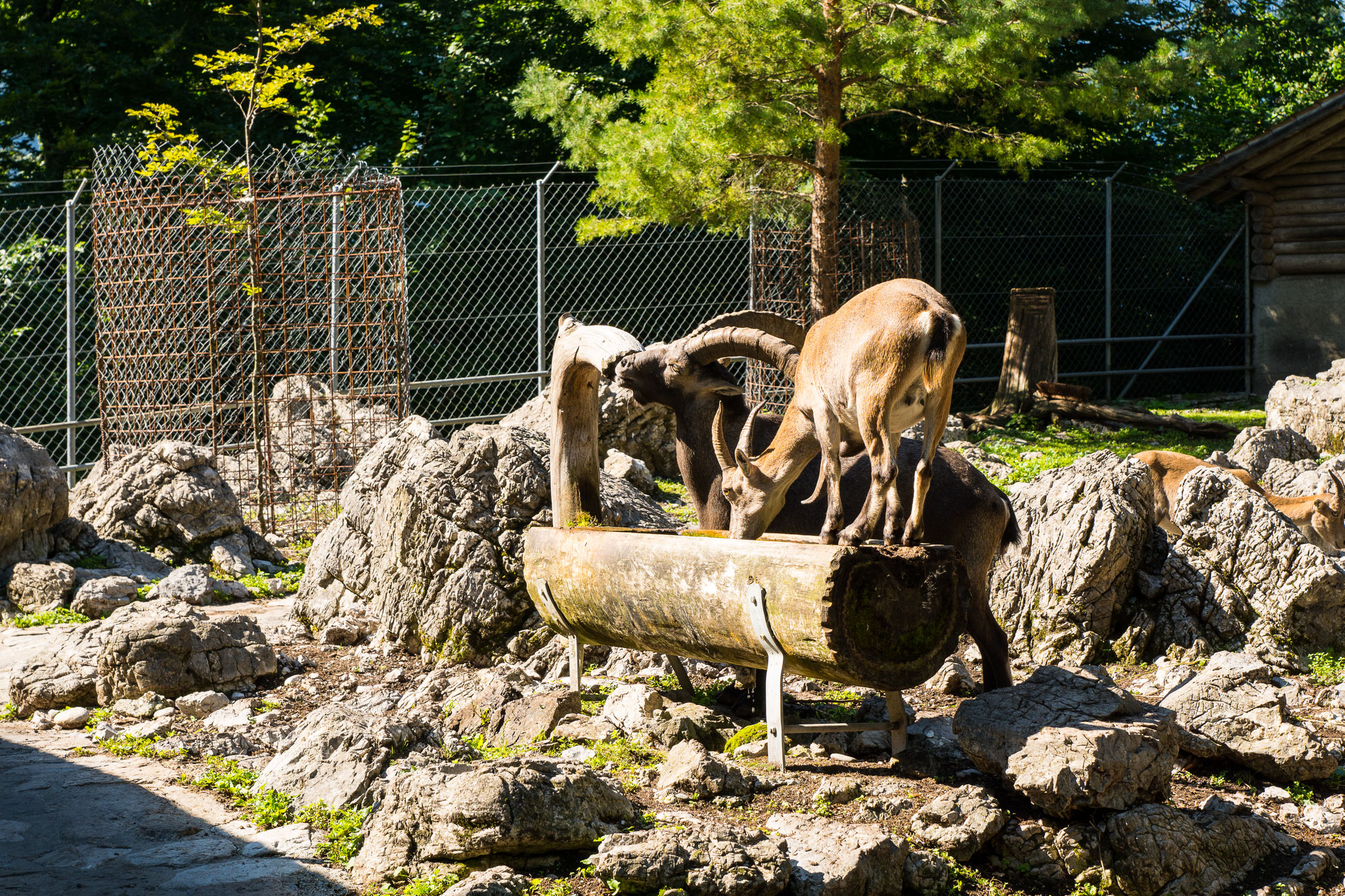 Tiere - Wildpark Verein Brienz