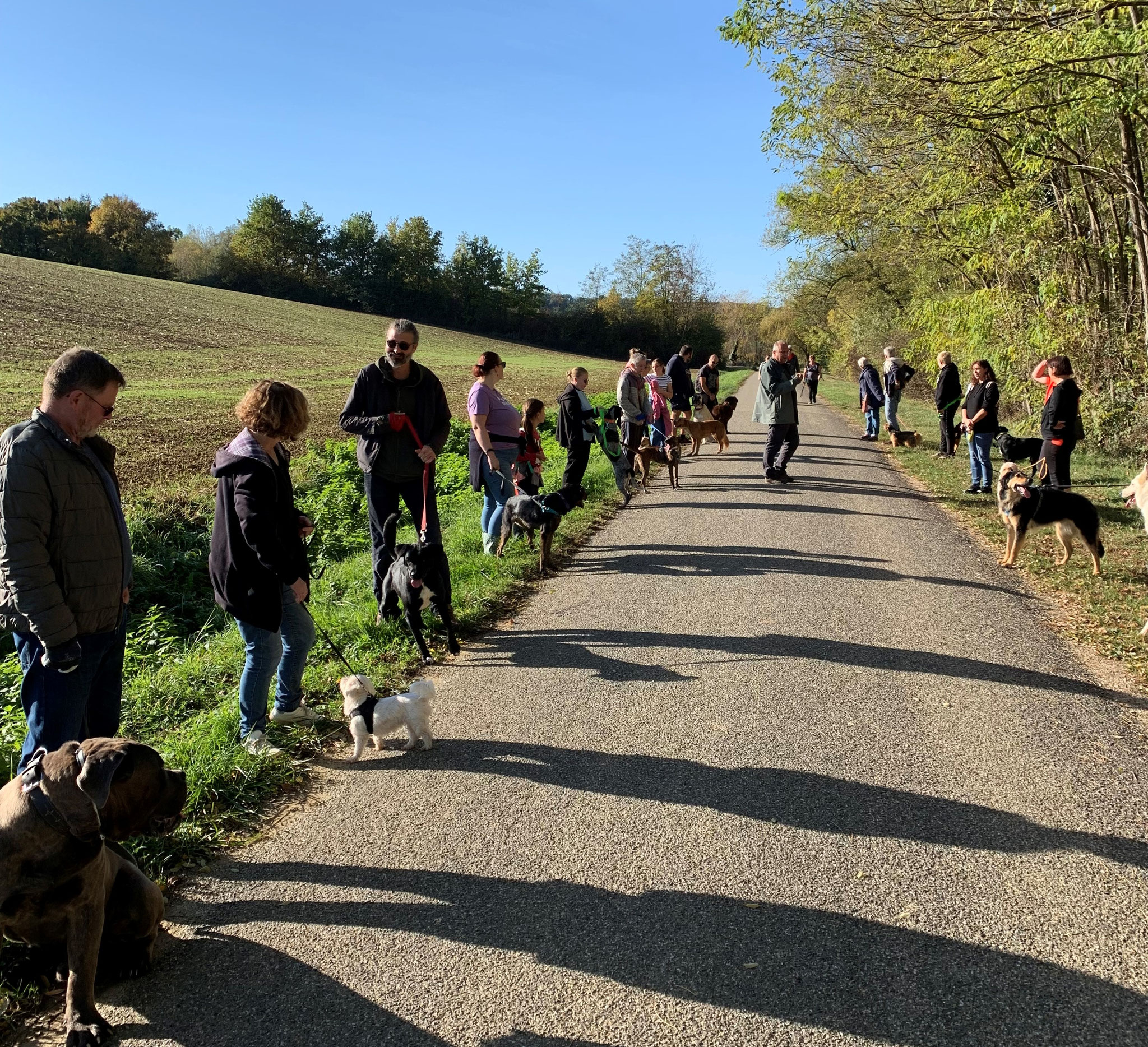 La balade des chiens heureux - Refuge animalier de Brax, près d'Agen 47