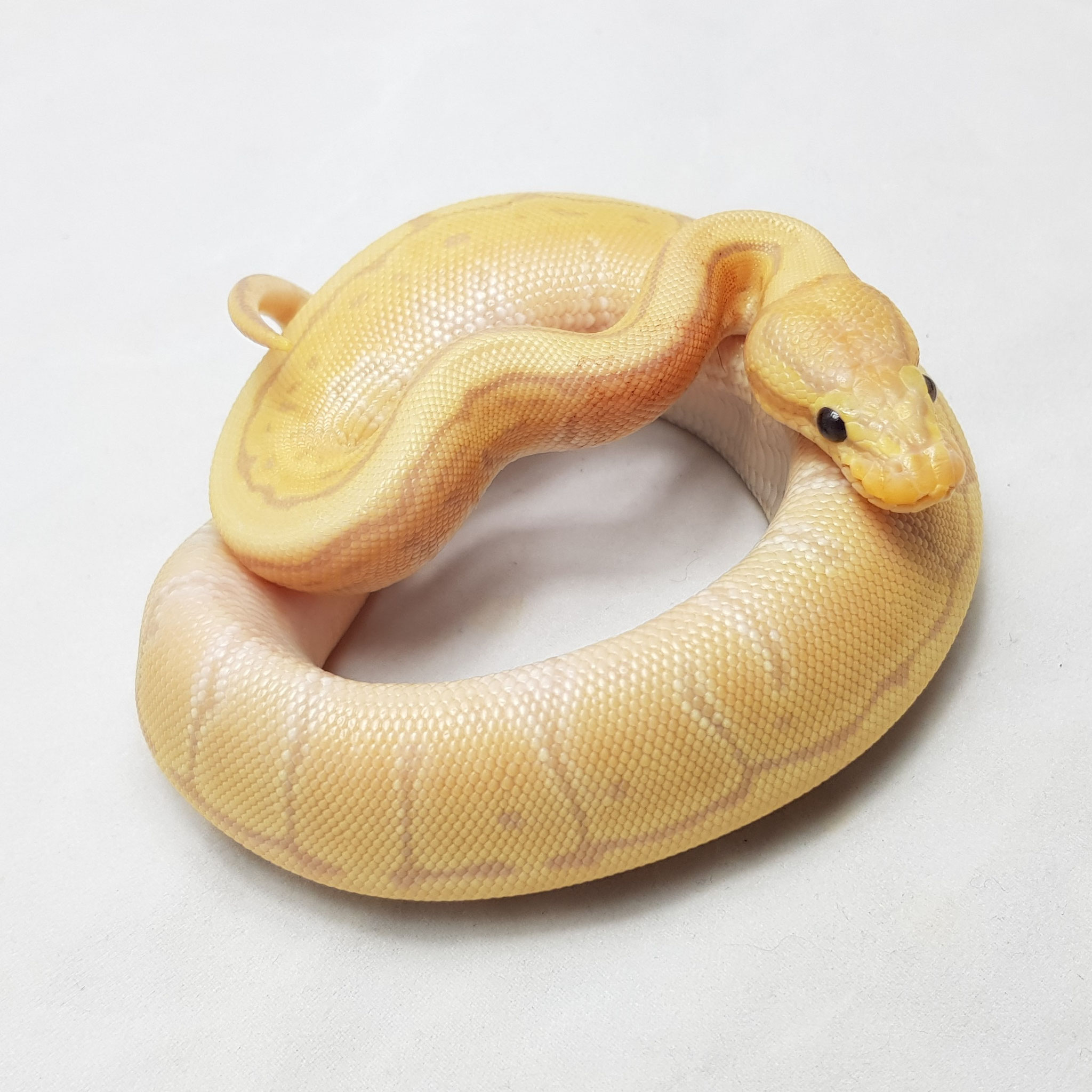 Amazing Coral glow ball python morphs! - ProHerper