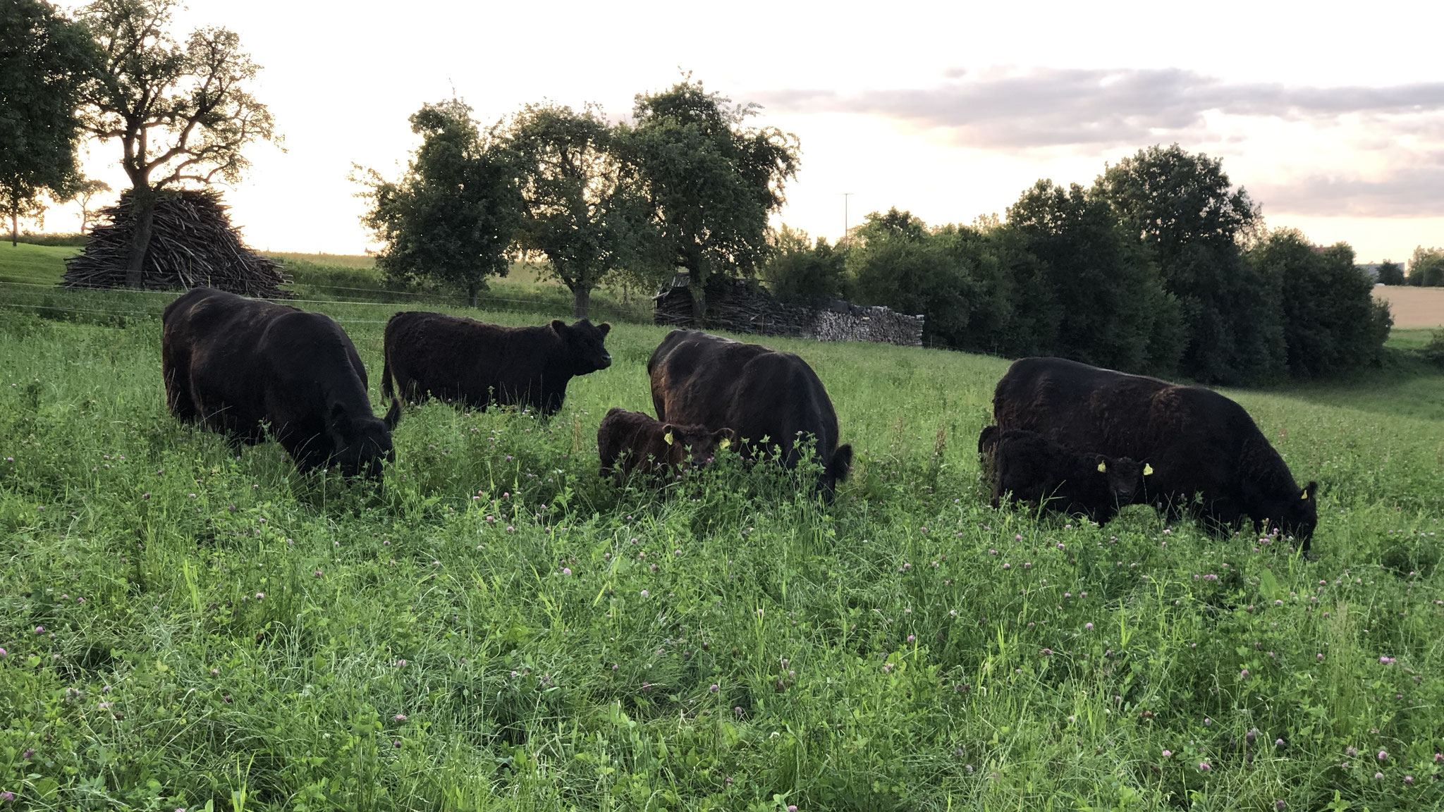 Galloways, Galloway-Rind, Galloway Kalb, Bulle, Kuh - Galloway Rinder ...
