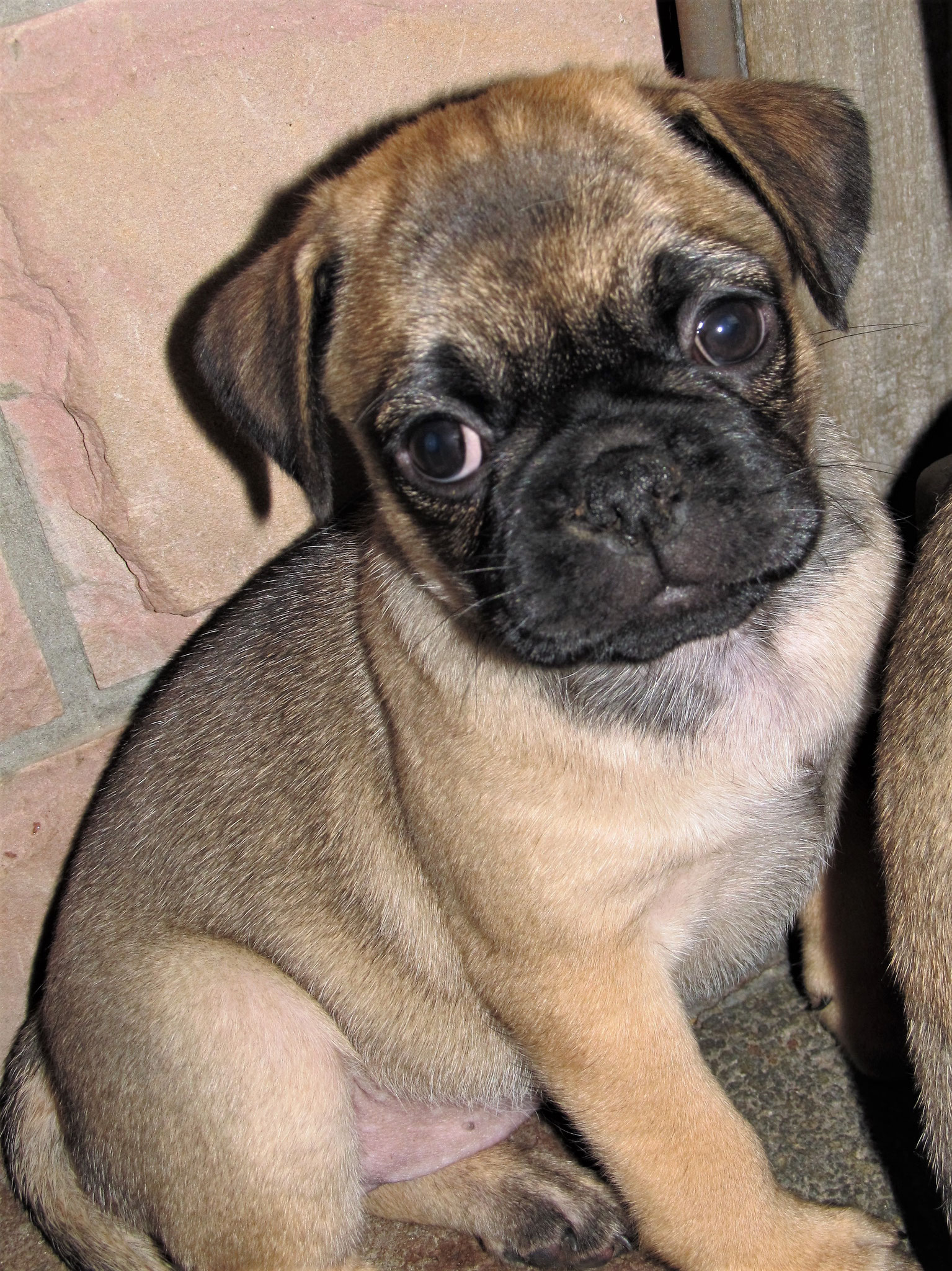 Retromopszucht vom Johannisberg - retromops- johannisberg