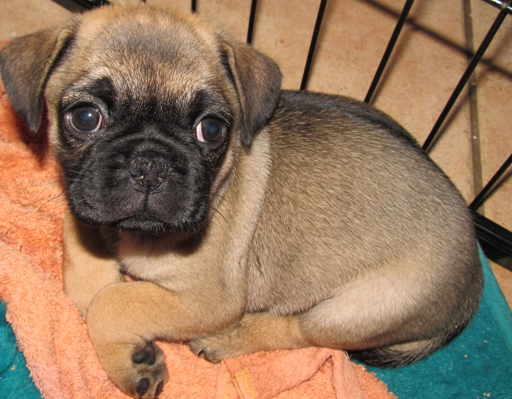 Retromopszucht vom Johannisberg - retromops- johannisberg