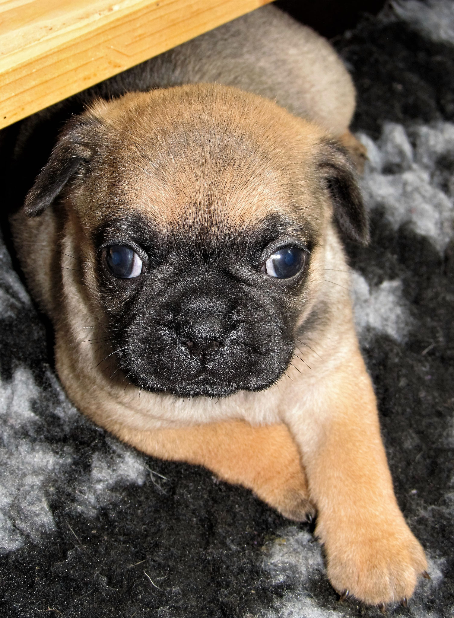 Retromopszucht vom Johannisberg - retromops- johannisberg