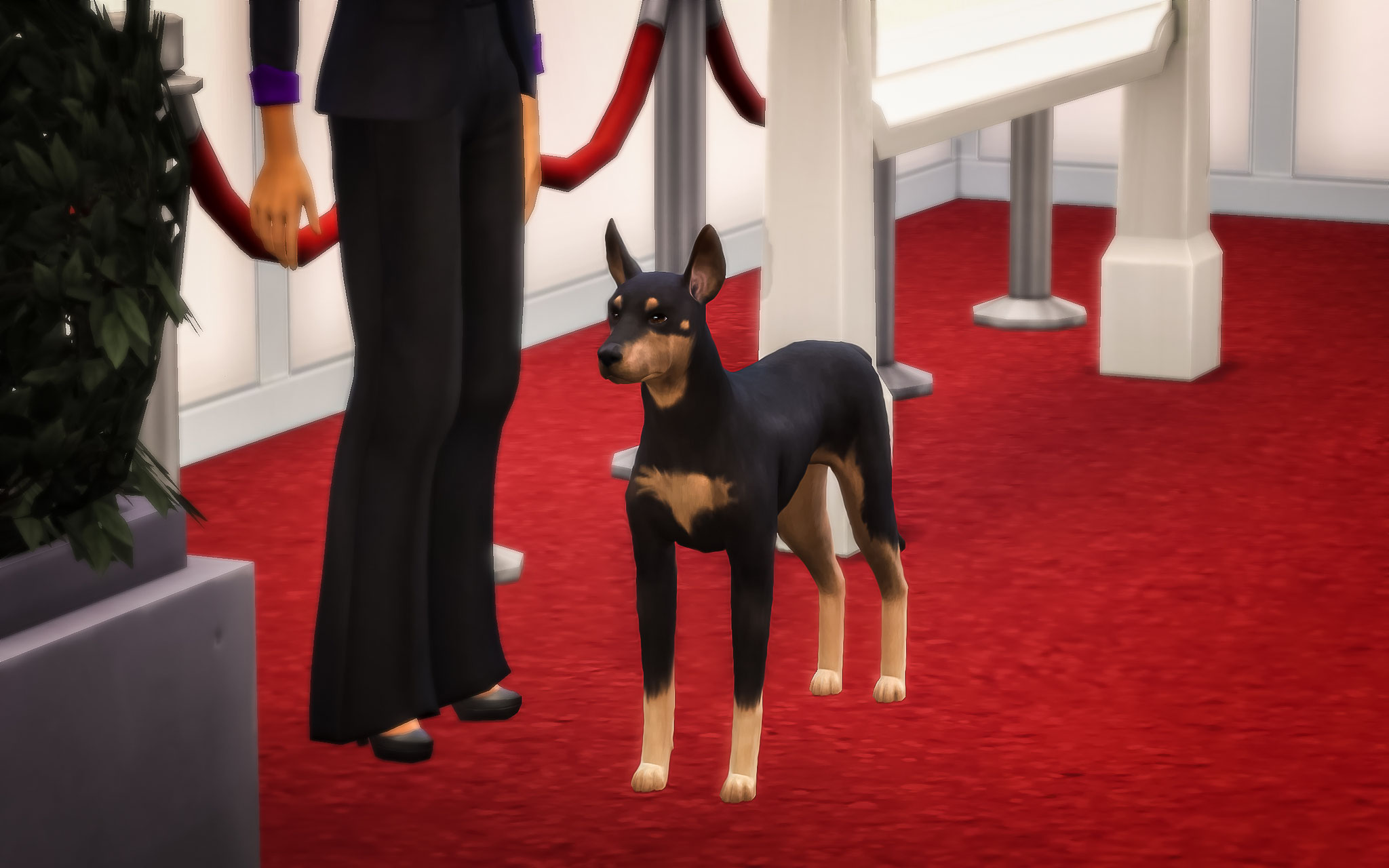 Sims 4 Custom Content - cloudninekennels