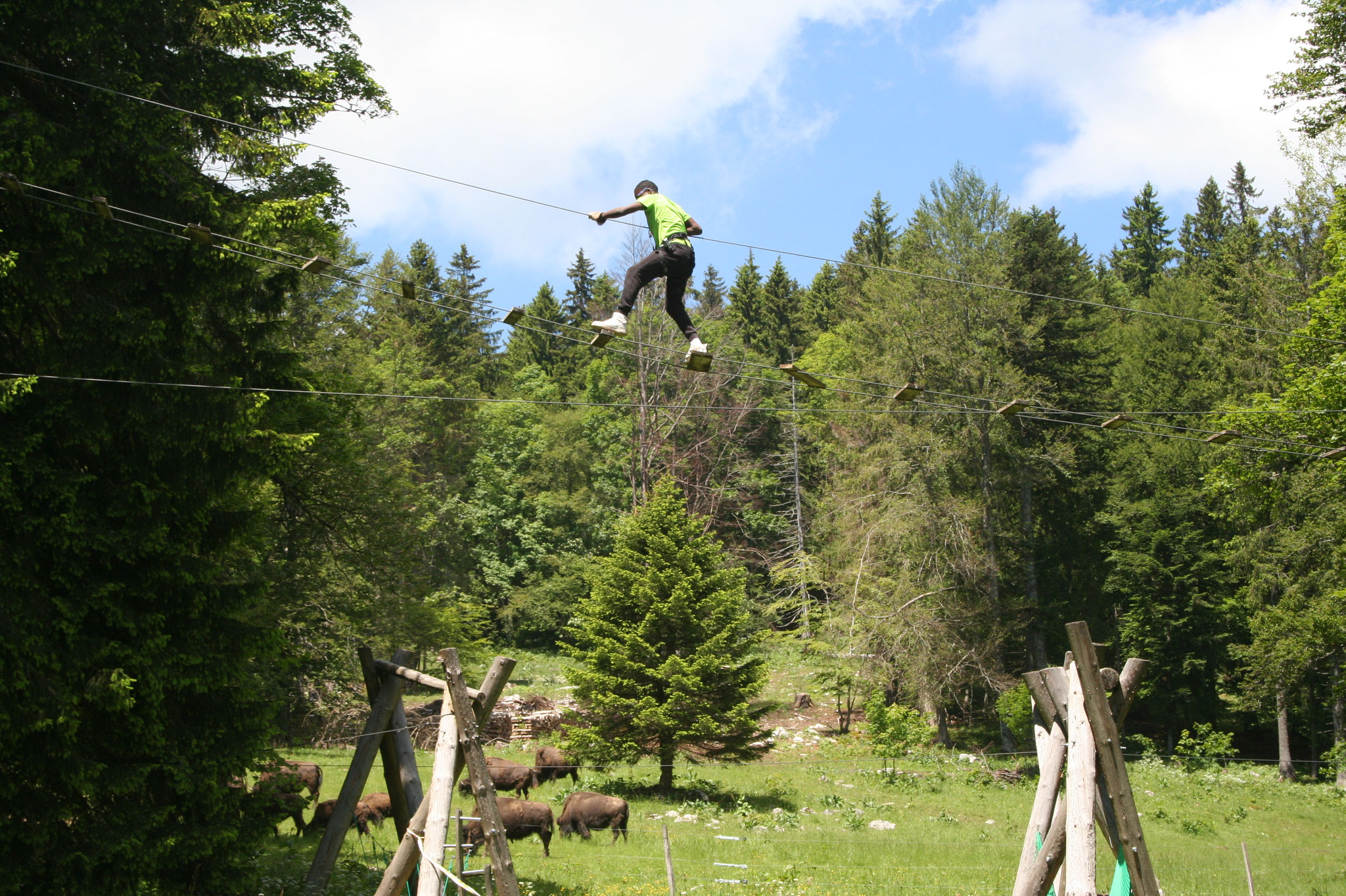 galerie - Forest Jump