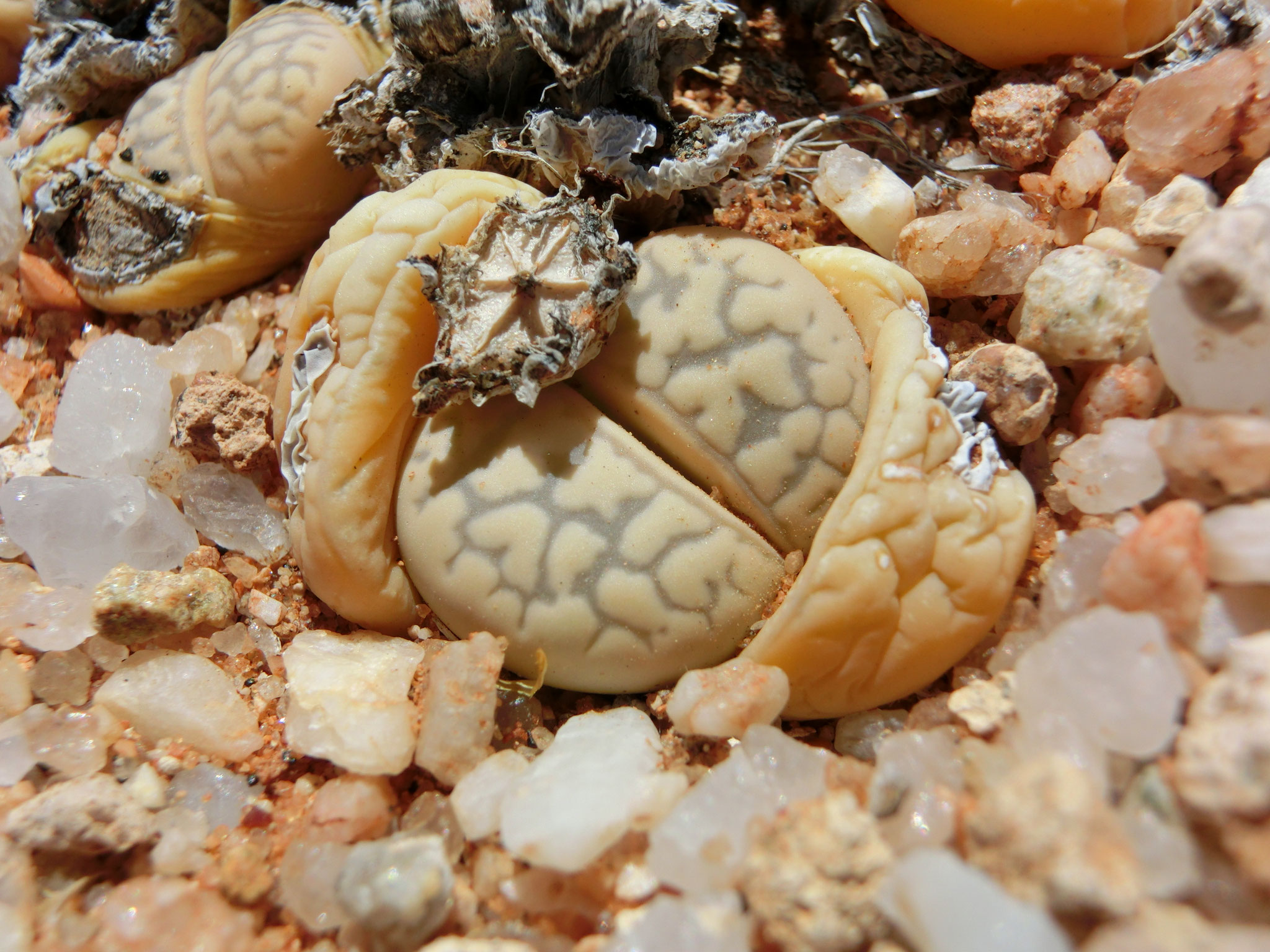 Lithops Diversity - Wild Lithops
