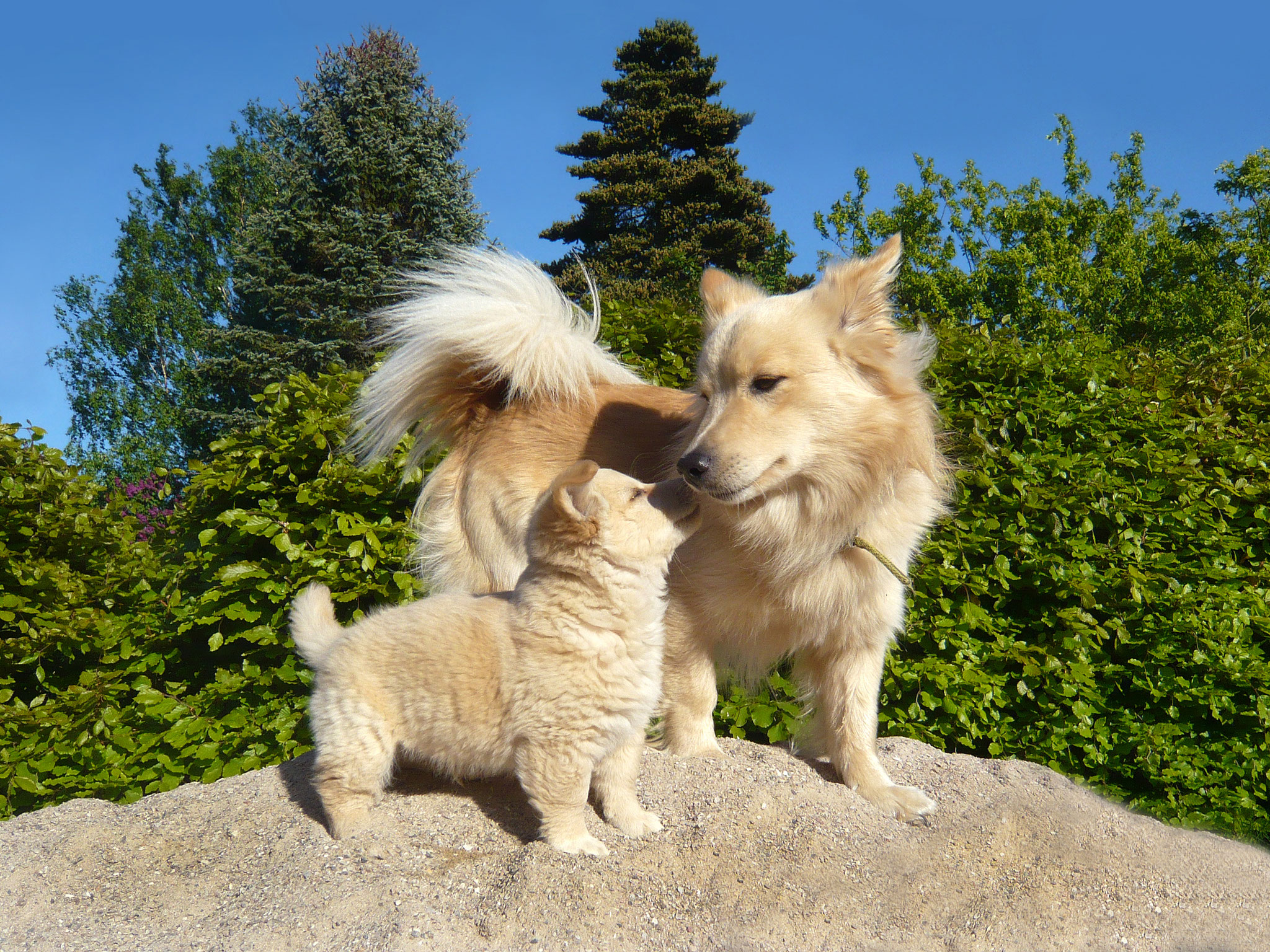 Hunde/ Tiere / Tierfotos/ Tierfotografie / Kiel/ Fotostudio - DIANA ...