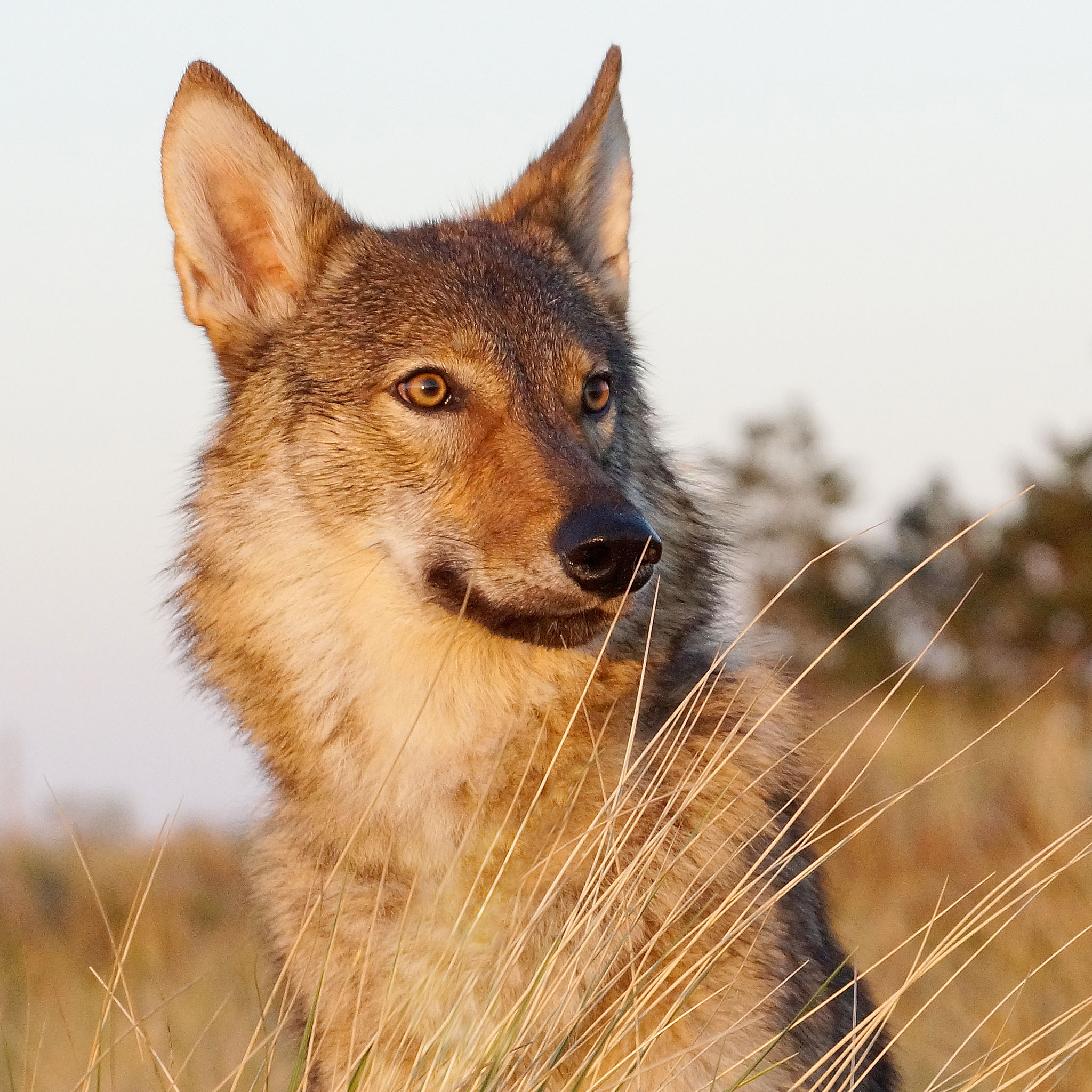 Hunde/ Tiere / Tierfotos/ Tierfotografie / Kiel/ Fotostudio - DIANA ...