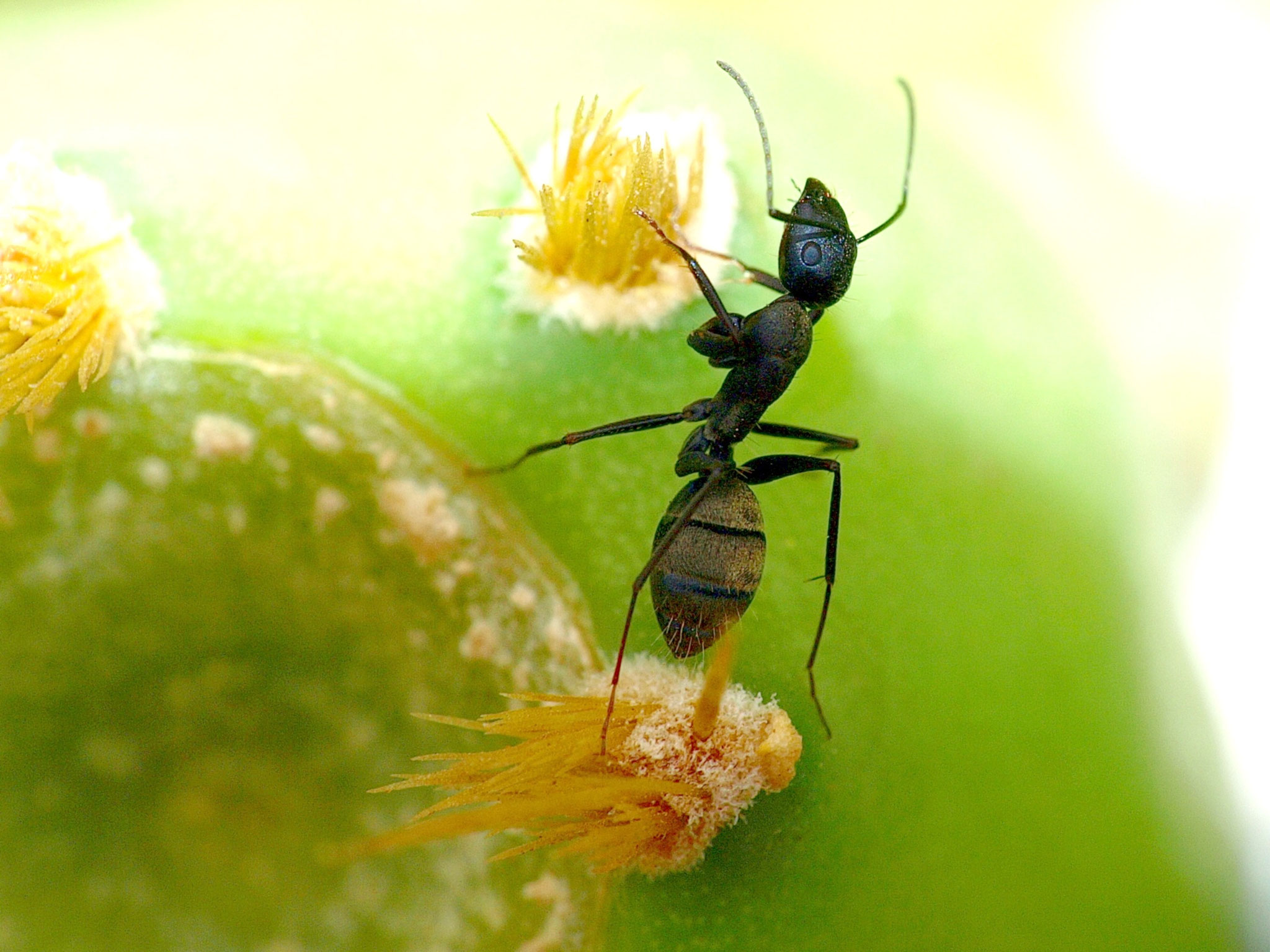 Sociedad Entomológica Canaria - Insectos de Canarias