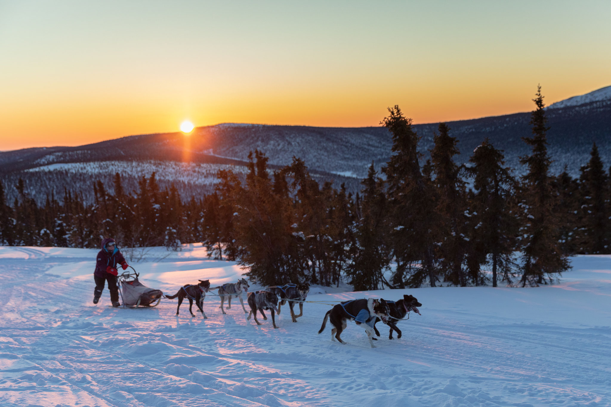 Sled Dog Tours and Northern Lights Alaska - Dog Sled Tours Alaska