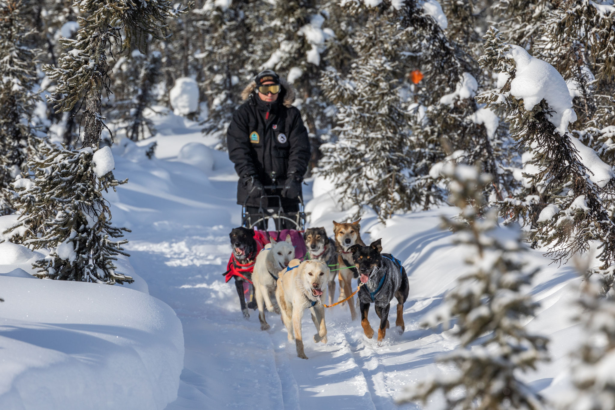 Sled Dog Tours and Northern Lights Alaska - Dog Sled Tours Alaska