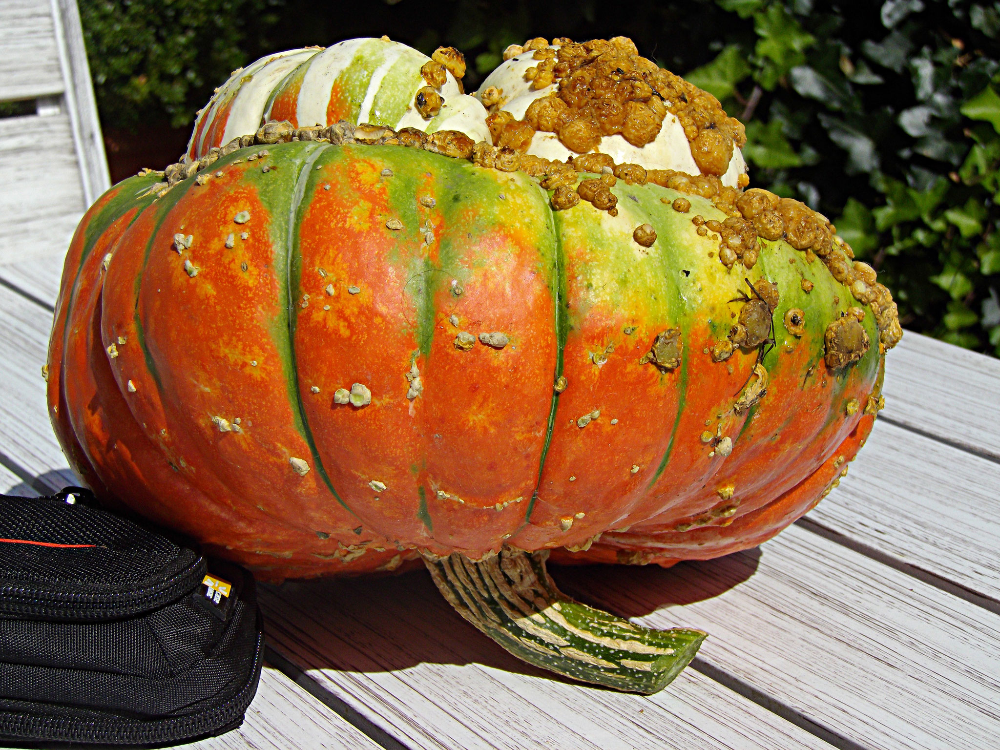 La courge Giraumon turban - Site de association-jardins-famil