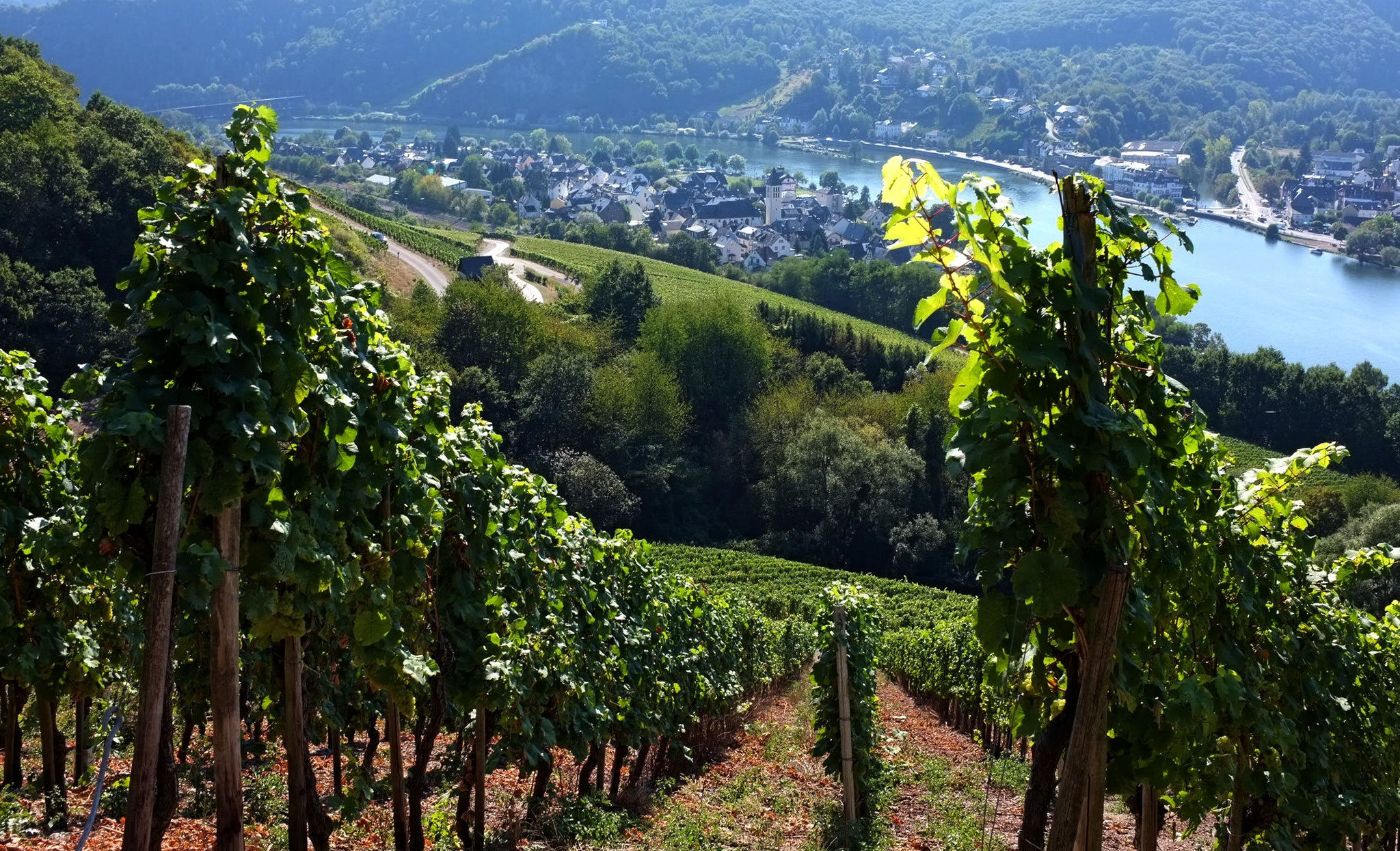 Bullay - Ferienwohnung "Brigitte" in Bullay an der Mosel