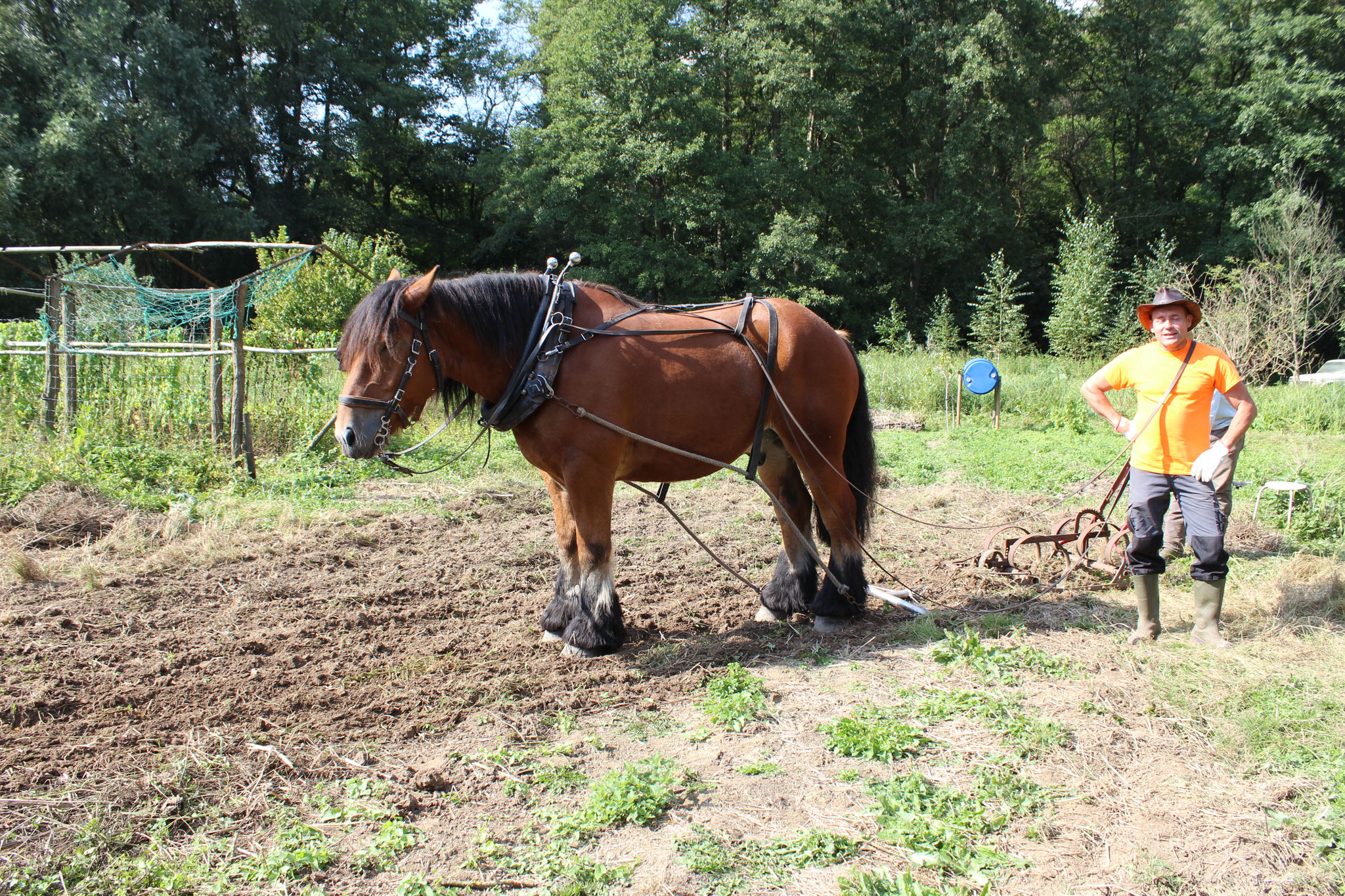 Traction animale - Site de lesbrisebitume