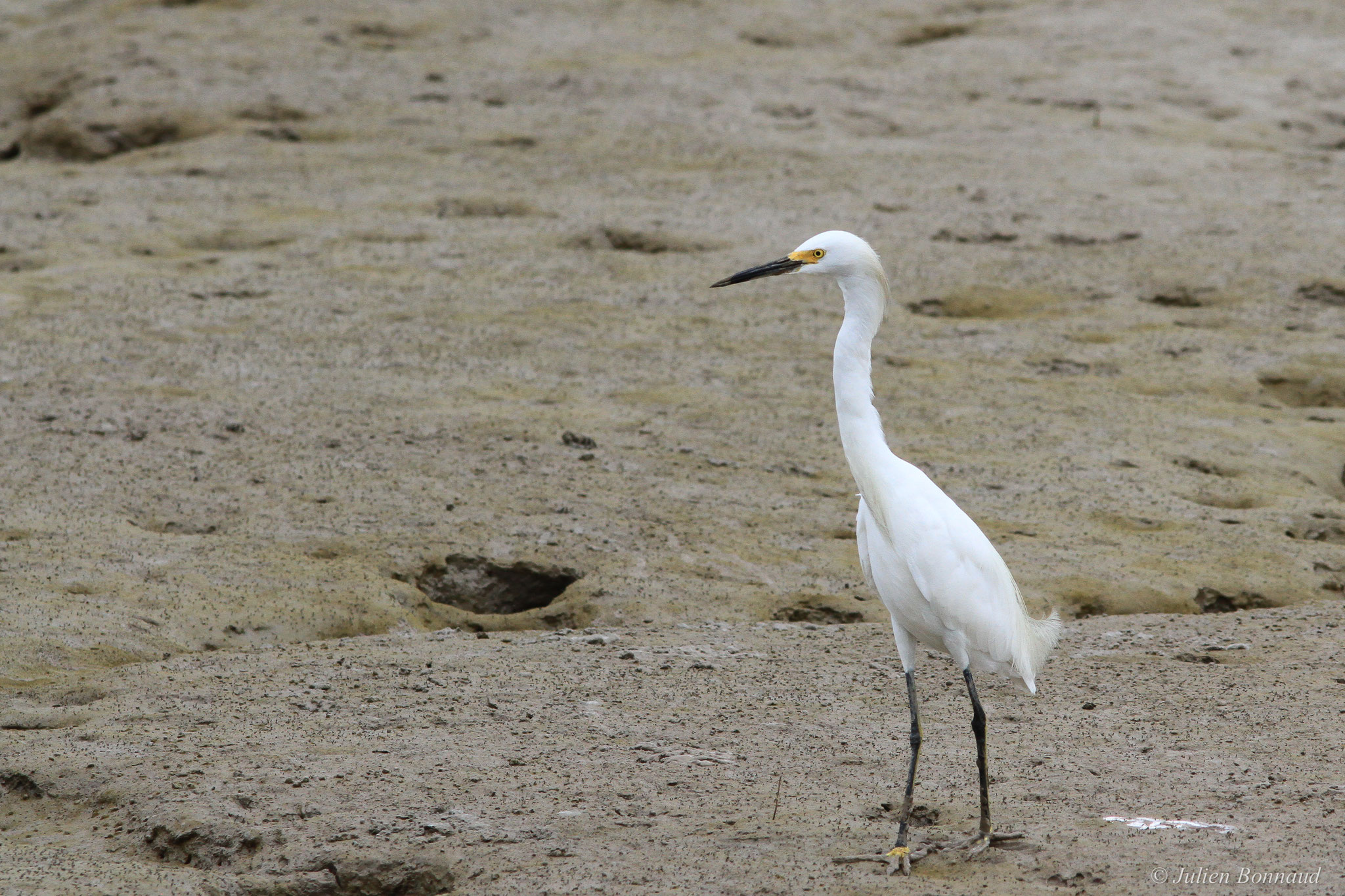 Aigrette neigeuse — Egretta thula (Molina, 1782) - FAUNE-FLORE.FR