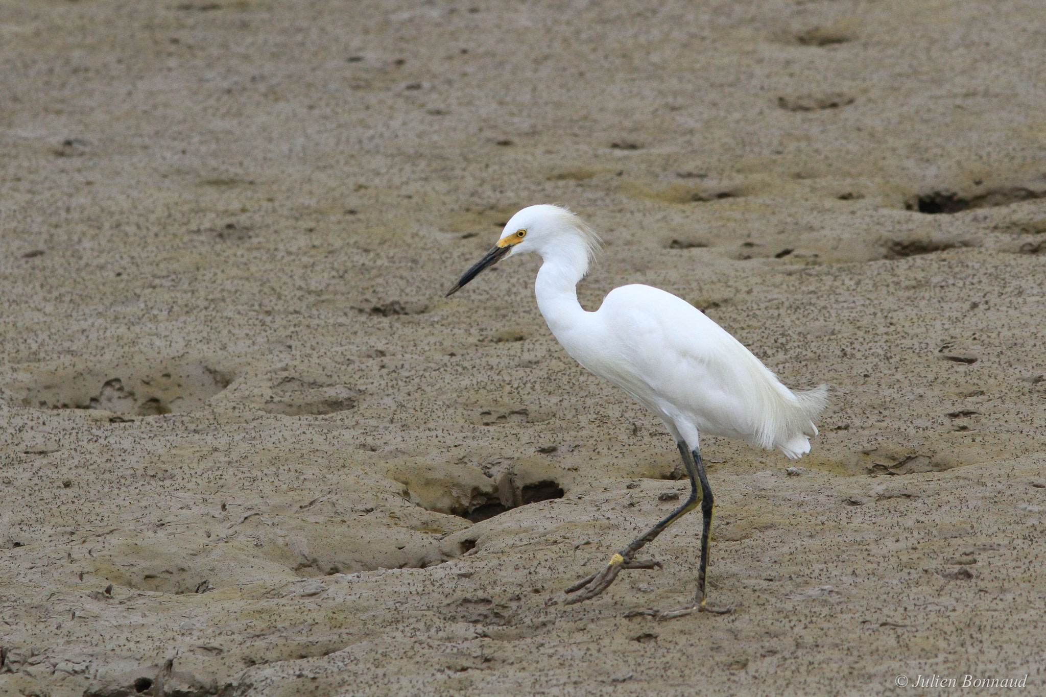 Aigrette neigeuse — Egretta thula (Molina, 1782) - FAUNE-FLORE.FR