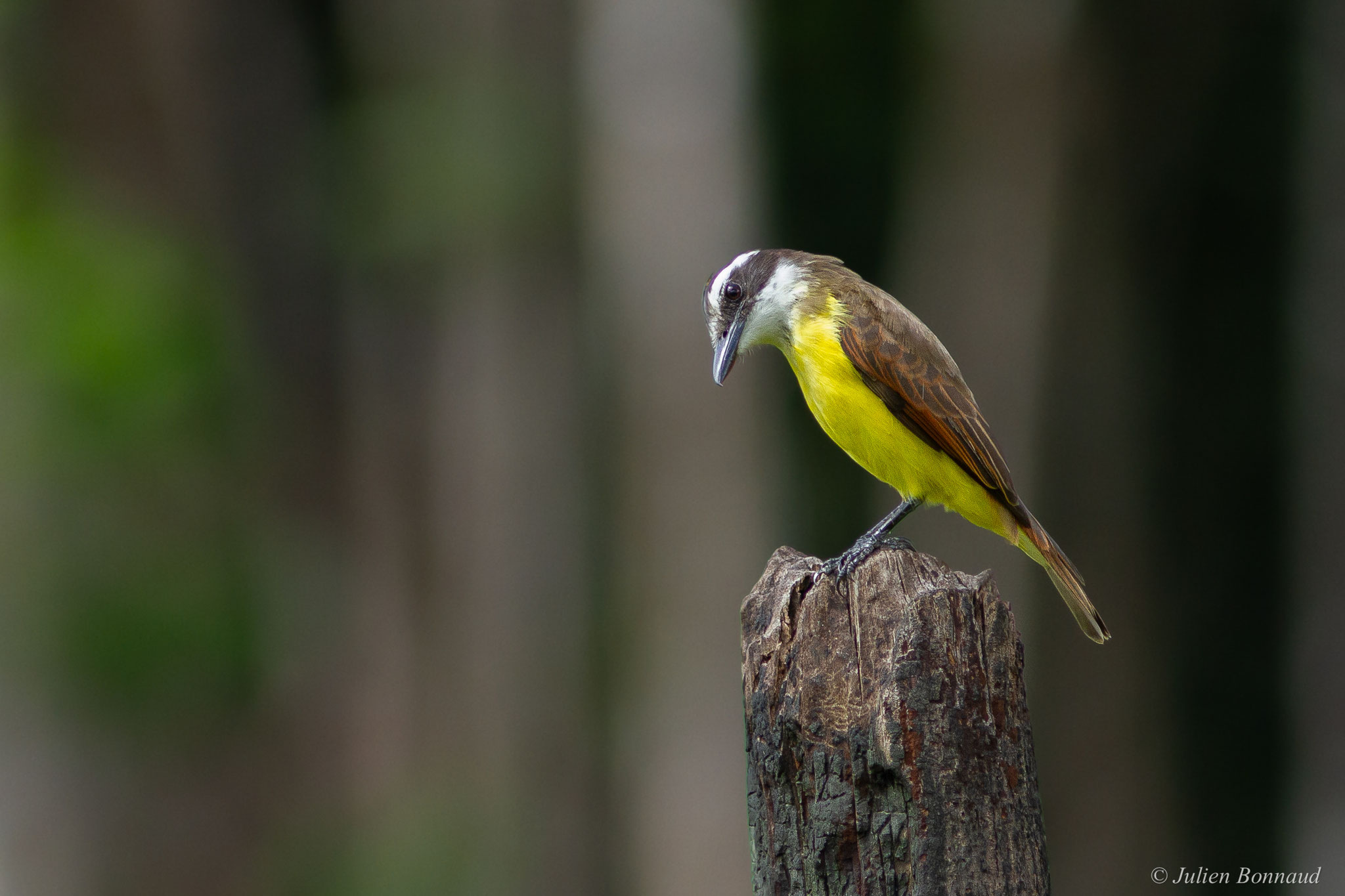 Tyran quiquivi — Pitangus sulphuratus (Linnaeus, 1766) - FAUNE-FLORE.FR