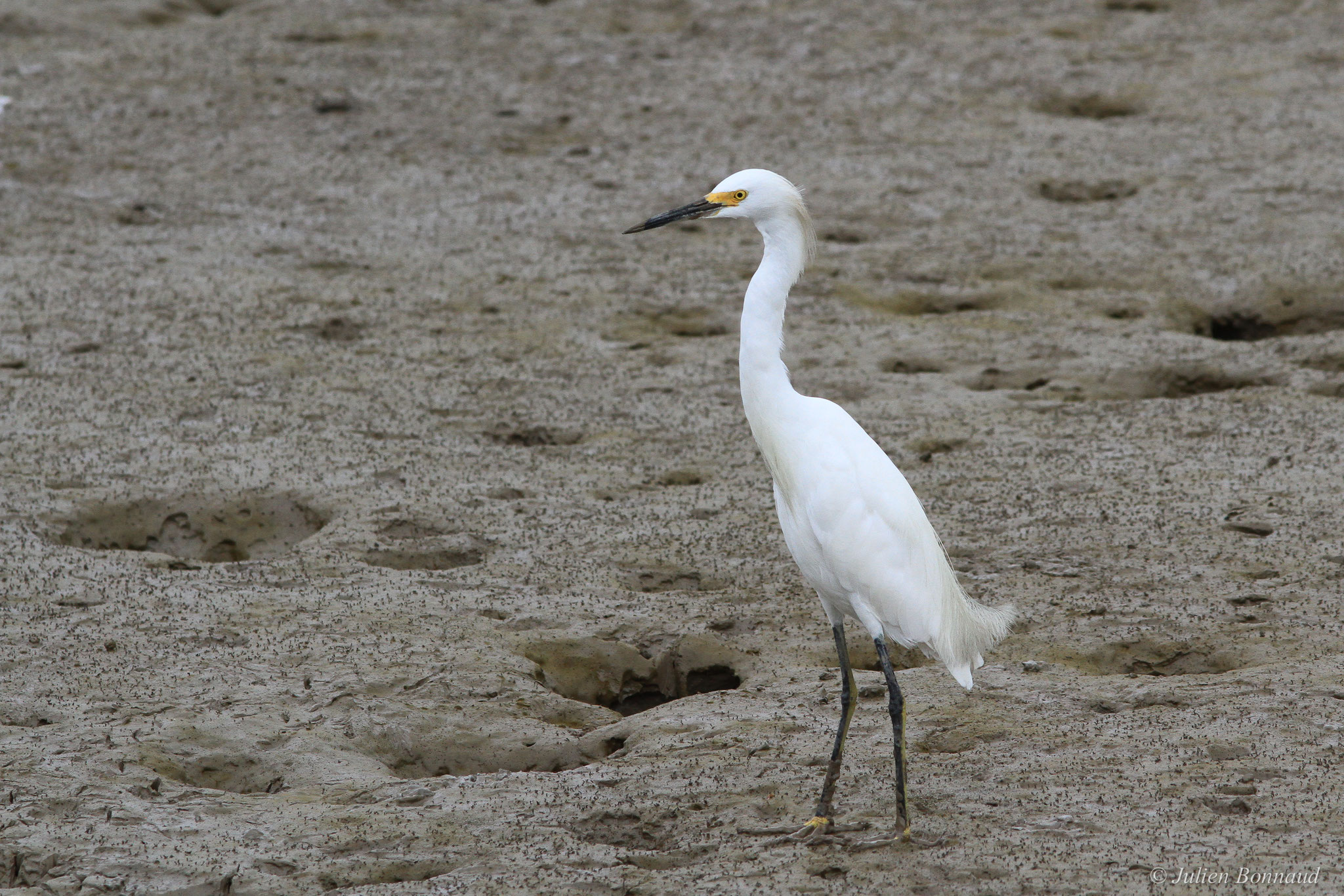 Aigrette neigeuse — Egretta thula (Molina, 1782) - FAUNE-FLORE.FR