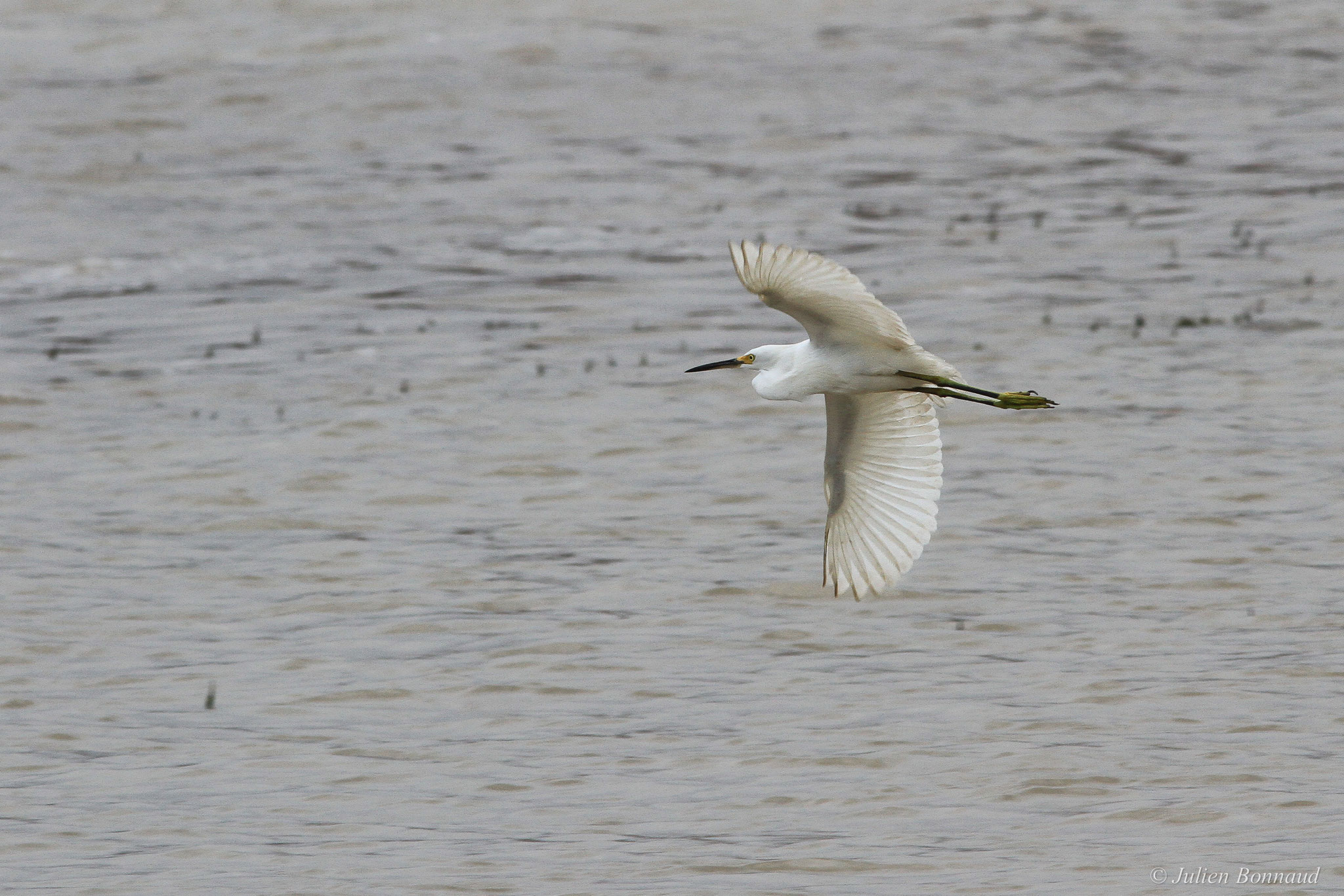 Aigrette neigeuse — Egretta thula (Molina, 1782) - FAUNE-FLORE.FR