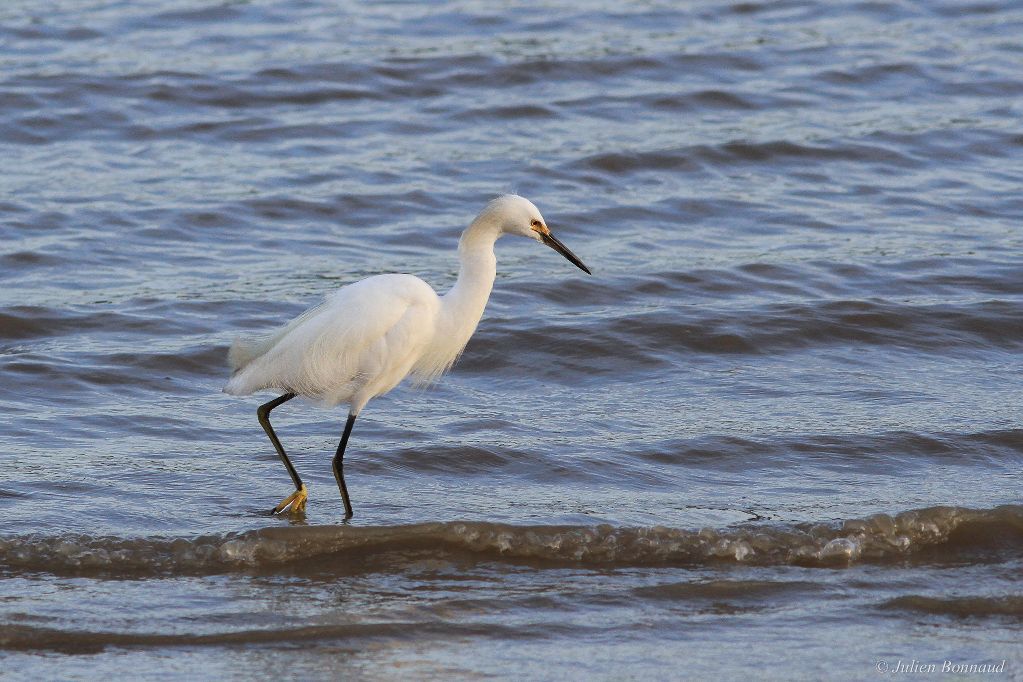 Aigrette neigeuse — Egretta thula (Molina, 1782) - FAUNE-FLORE.FR