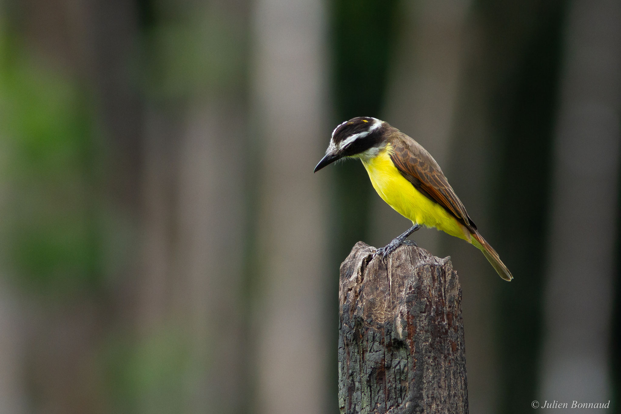 Tyran quiquivi — Pitangus sulphuratus (Linnaeus, 1766) - FAUNE-FLORE.FR