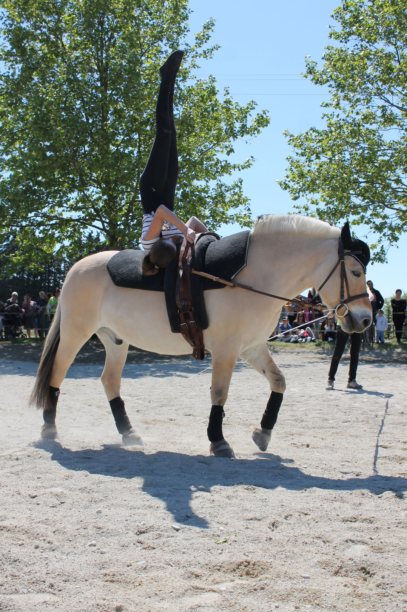 ÉCOLE DE VOLTIGE - Site de poneyaventure