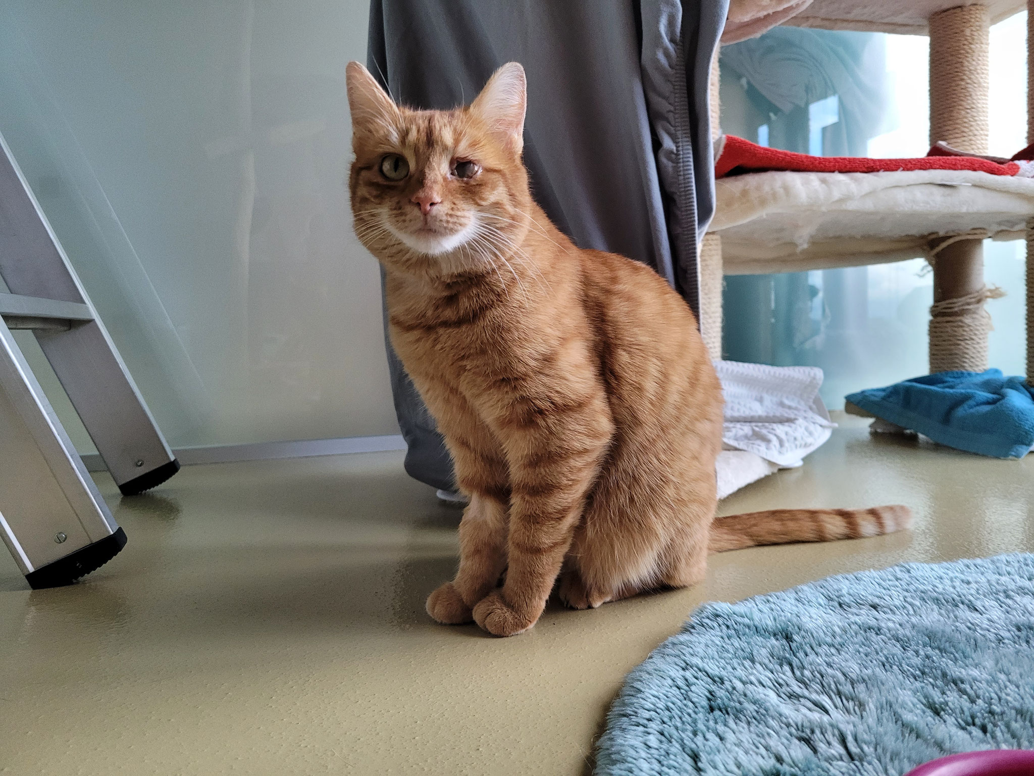 HANDICAP KATZEN suchen einen lebensplatz - handicapcats.ch - ein Herz ...