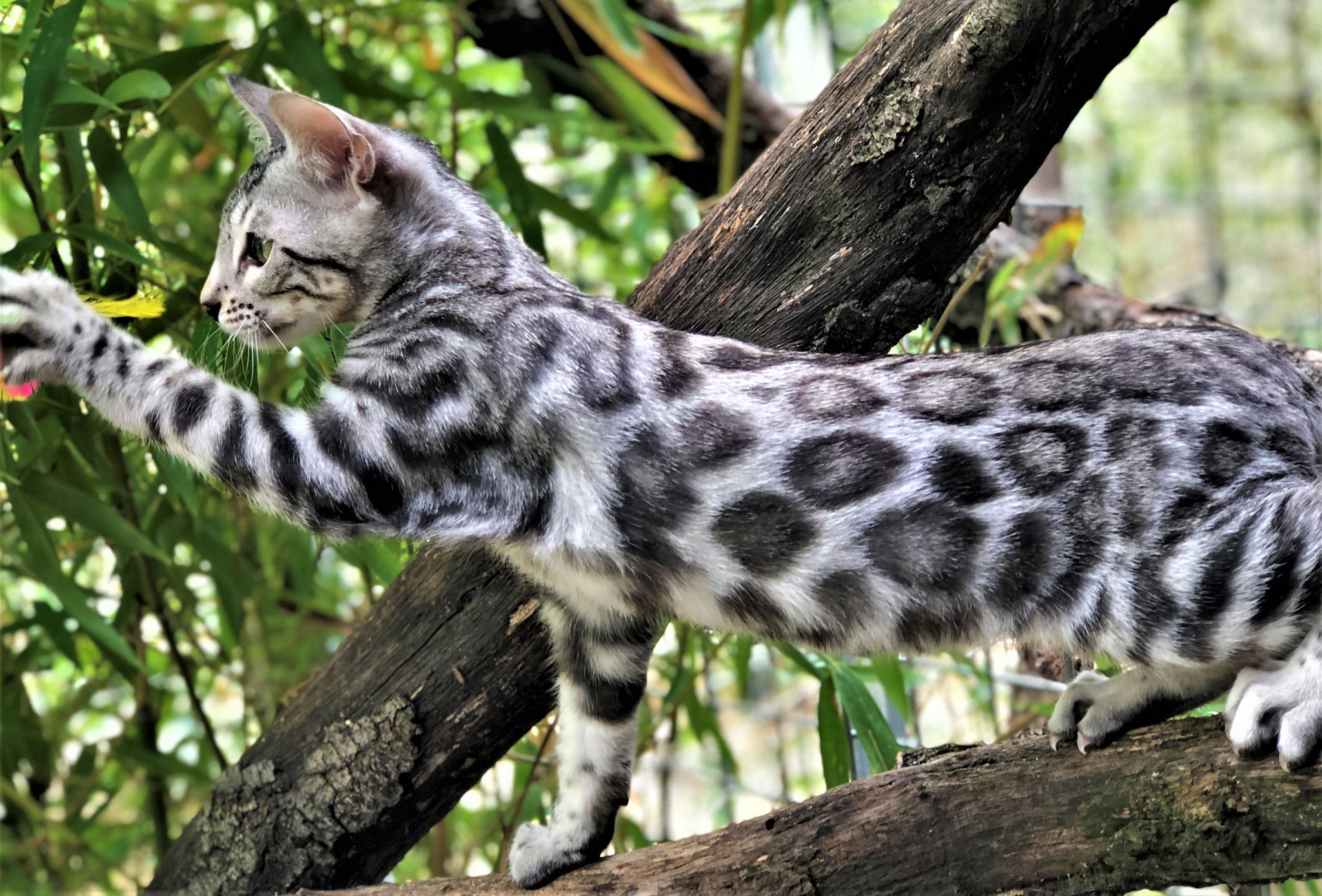 OSIRIS BENGAL - Elevage de Chats Leopards - // O S I R I S B E N G A L