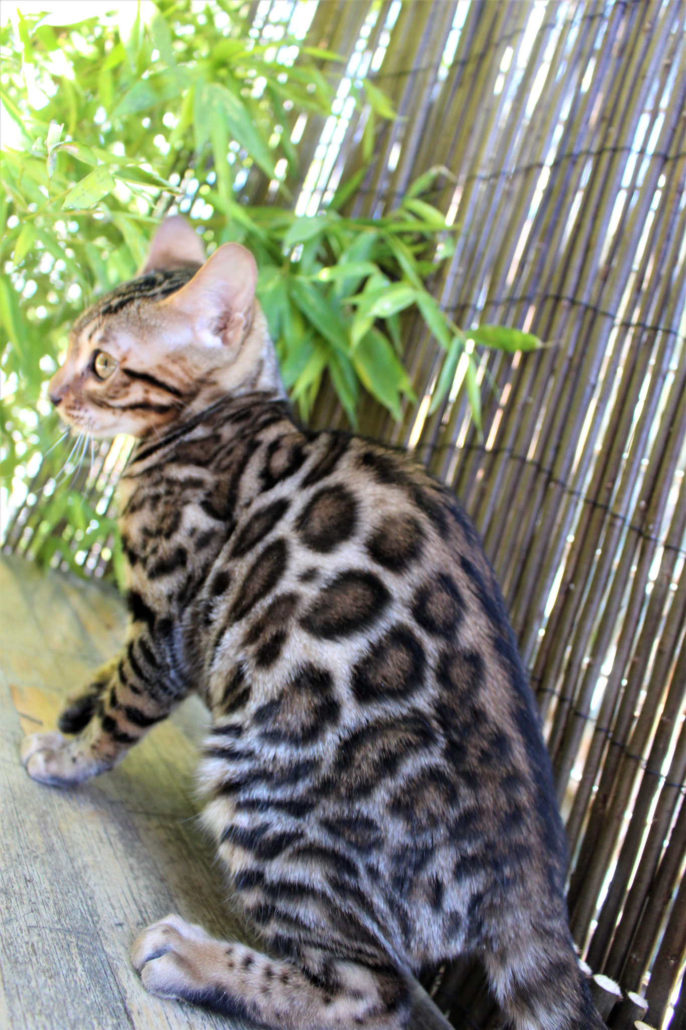 OSIRIS BENGAL - Elevage de Chats Leopards - // O S I R I S B E N G A L