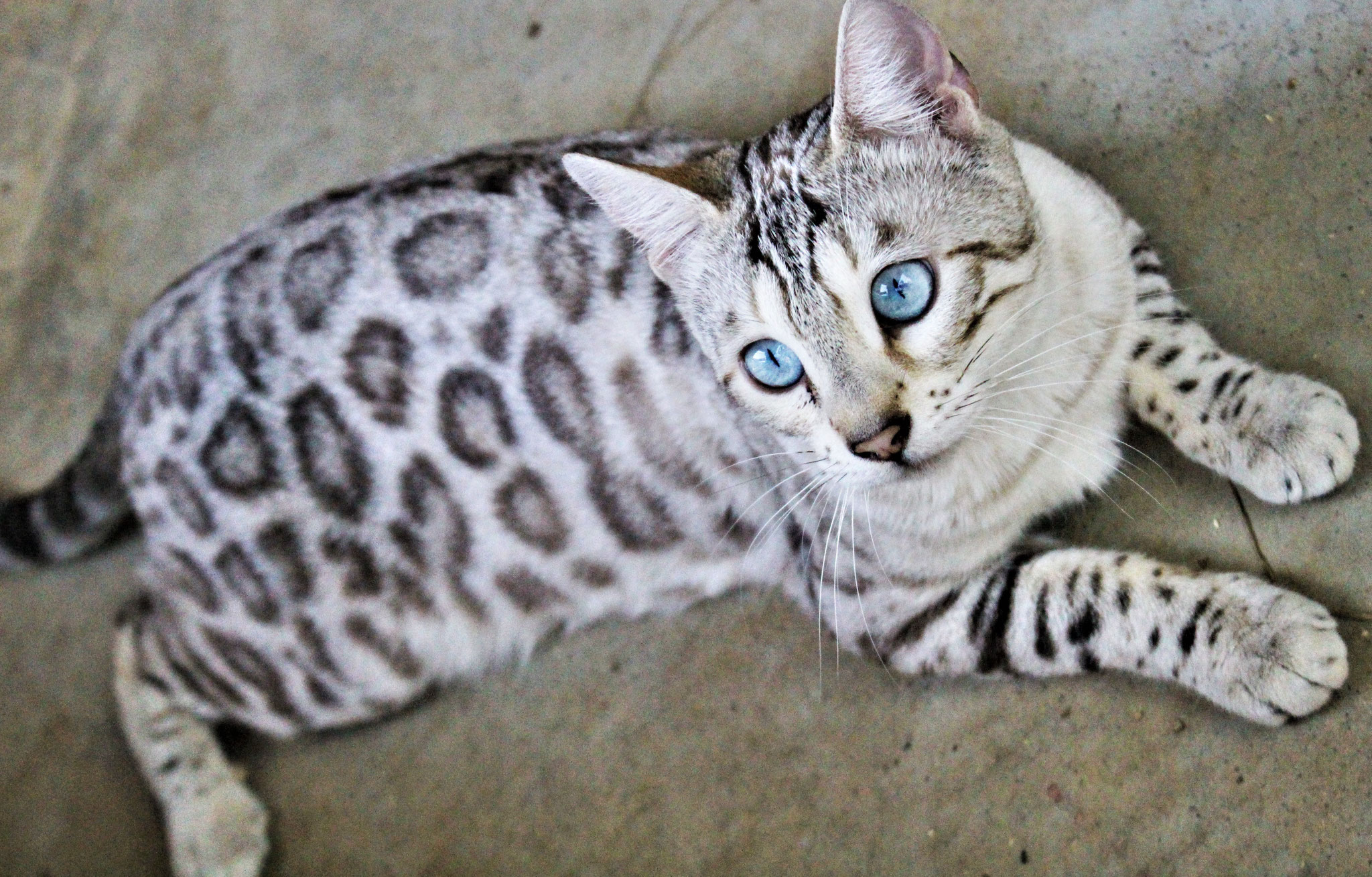 OSIRIS BENGAL - Elevage de Chats Leopards - // O S I R I S B E N G A L