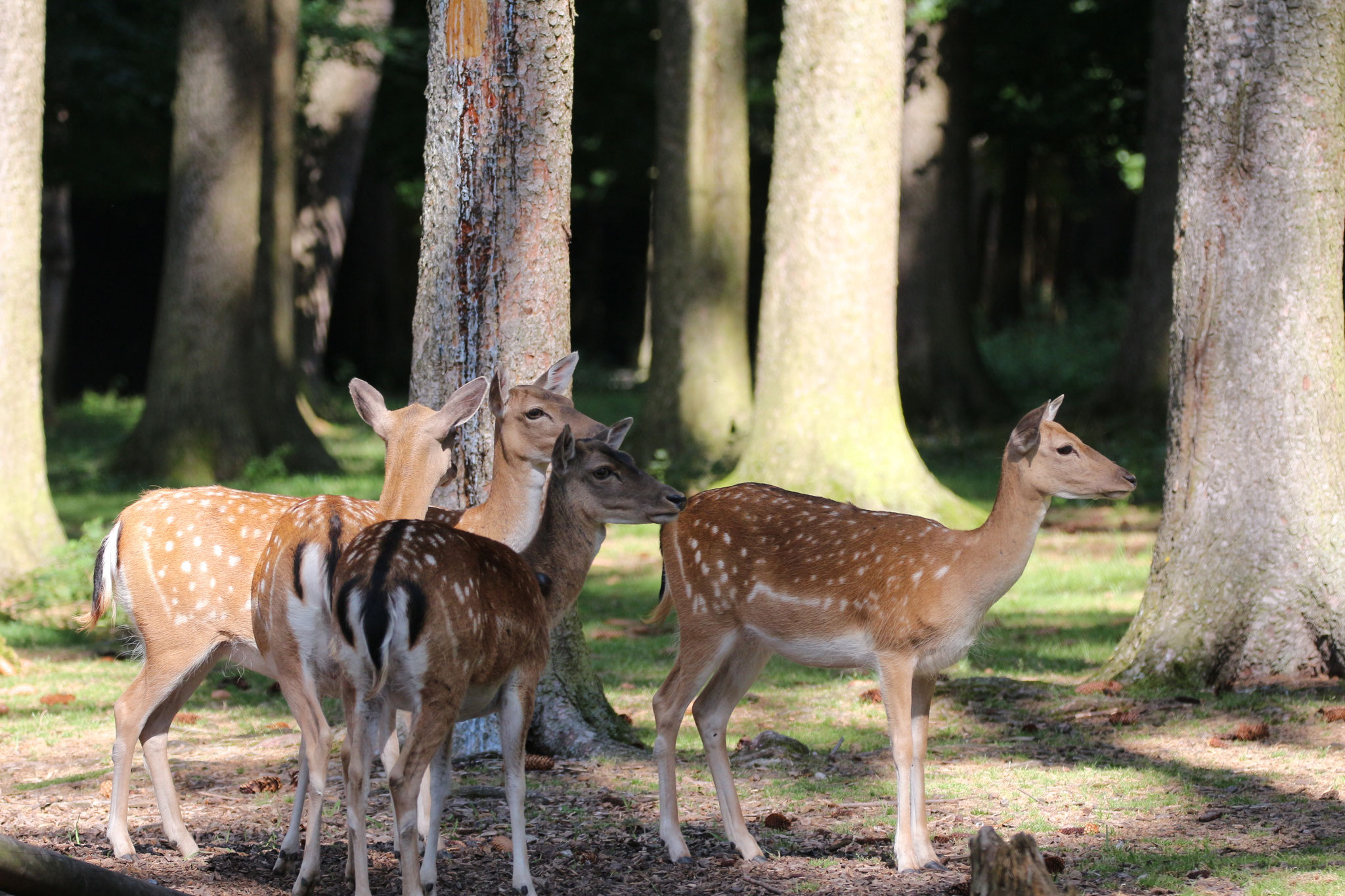 Rotwild - Damwild - naturfoto-schmidt.de