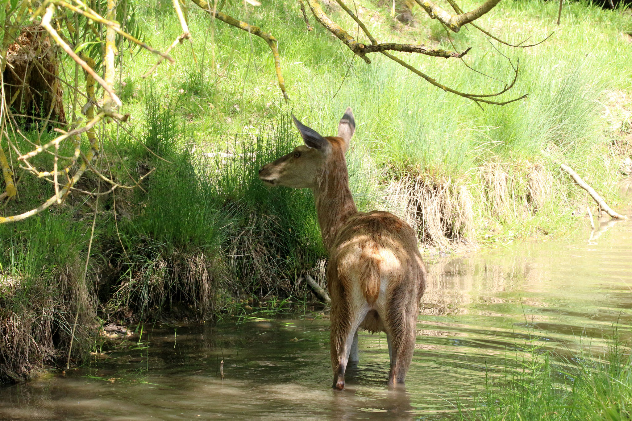 Rotwild - Damwild - naturfoto-schmidt.de