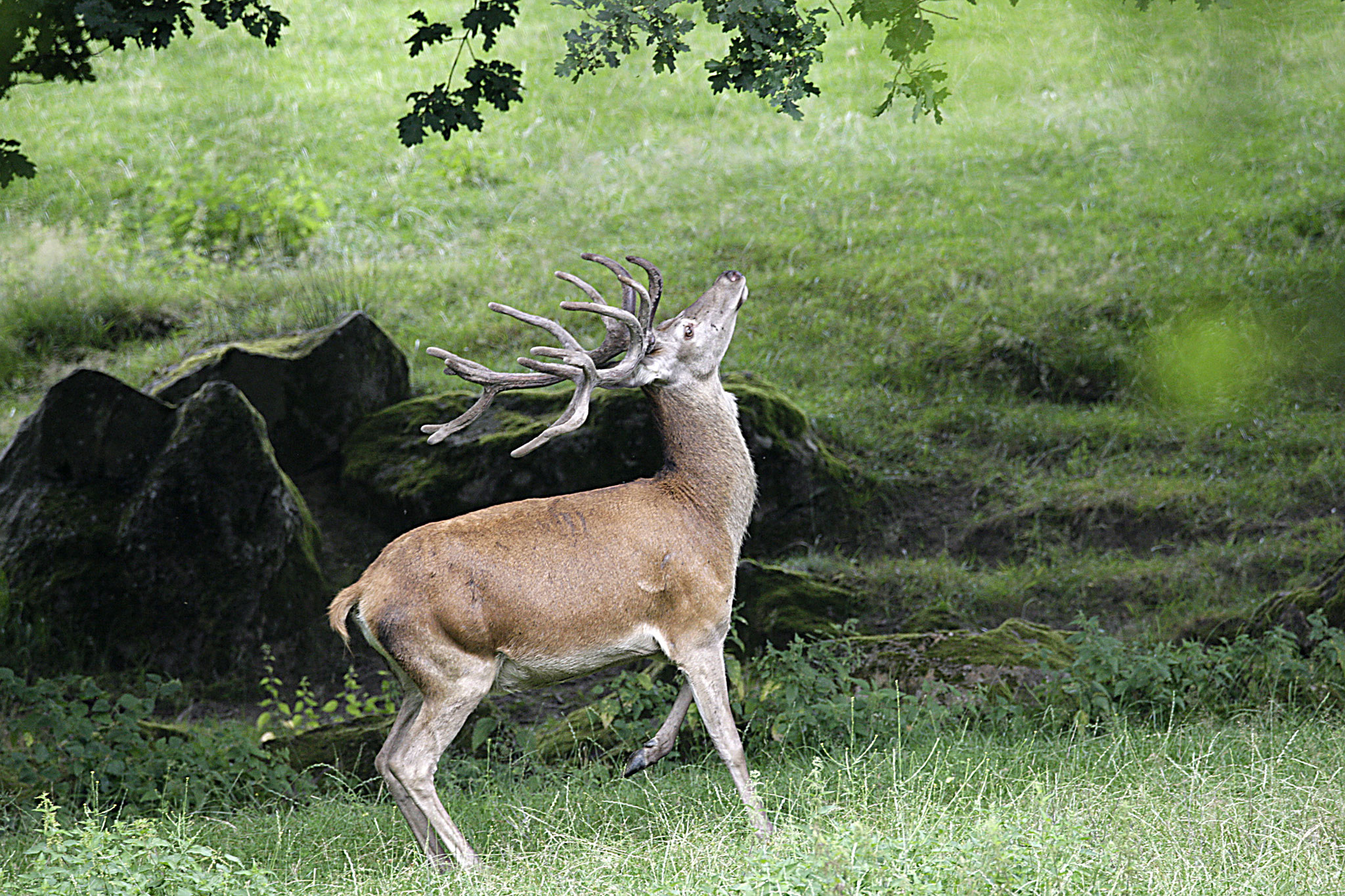 Rotwild - Damwild - naturfoto-schmidt.de