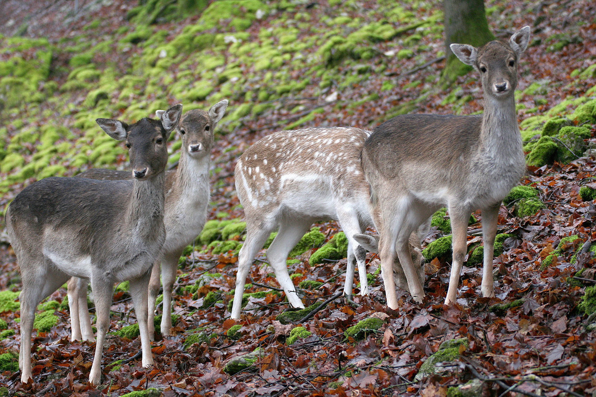Rotwild - Damwild - naturfoto-schmidt.de